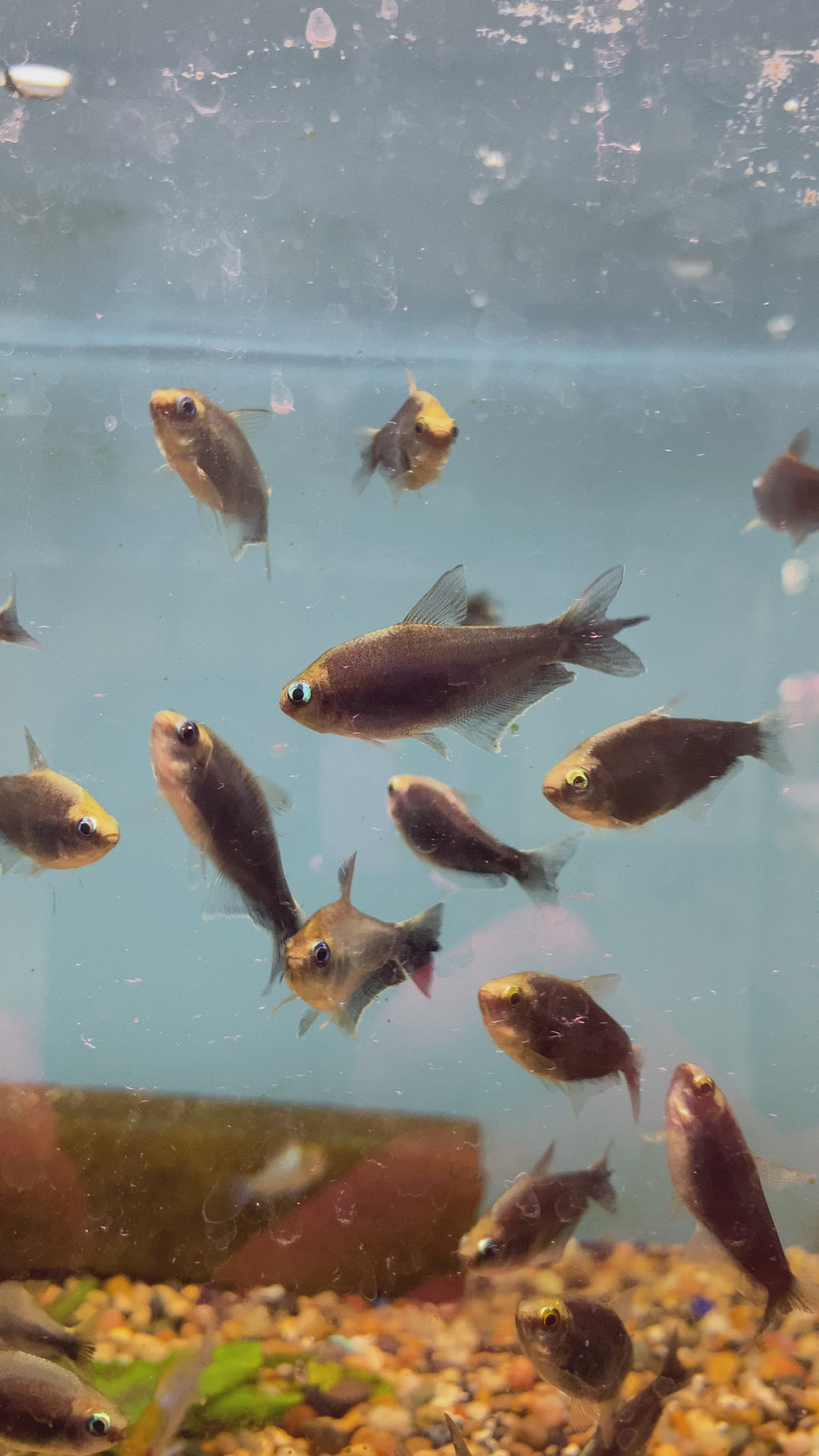 Mastah Betta Fish Shop - High-Quality Freshwater Fish Hobbyist Hawaii