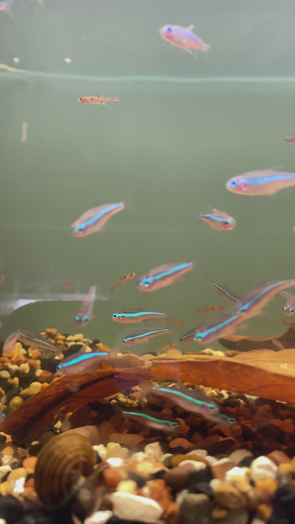 Mastah Betta Fish Shop - High-Quality Freshwater Fish Hobbyist Hawaii