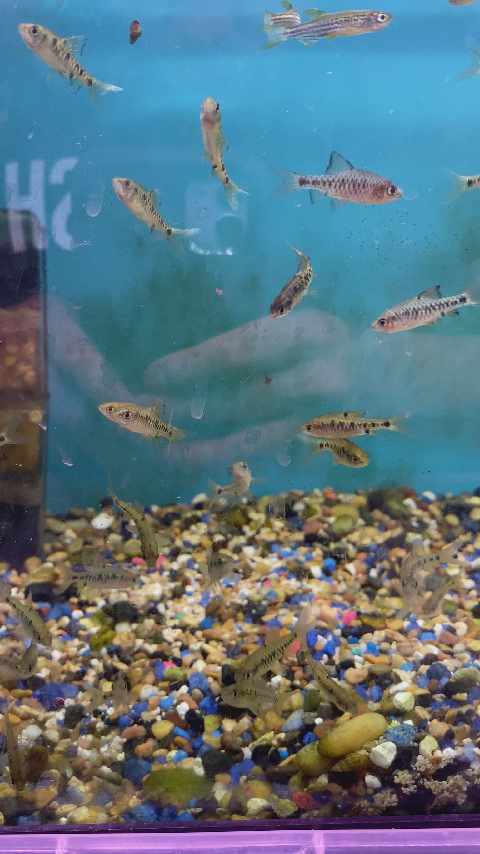 Fish — Mastah Betta