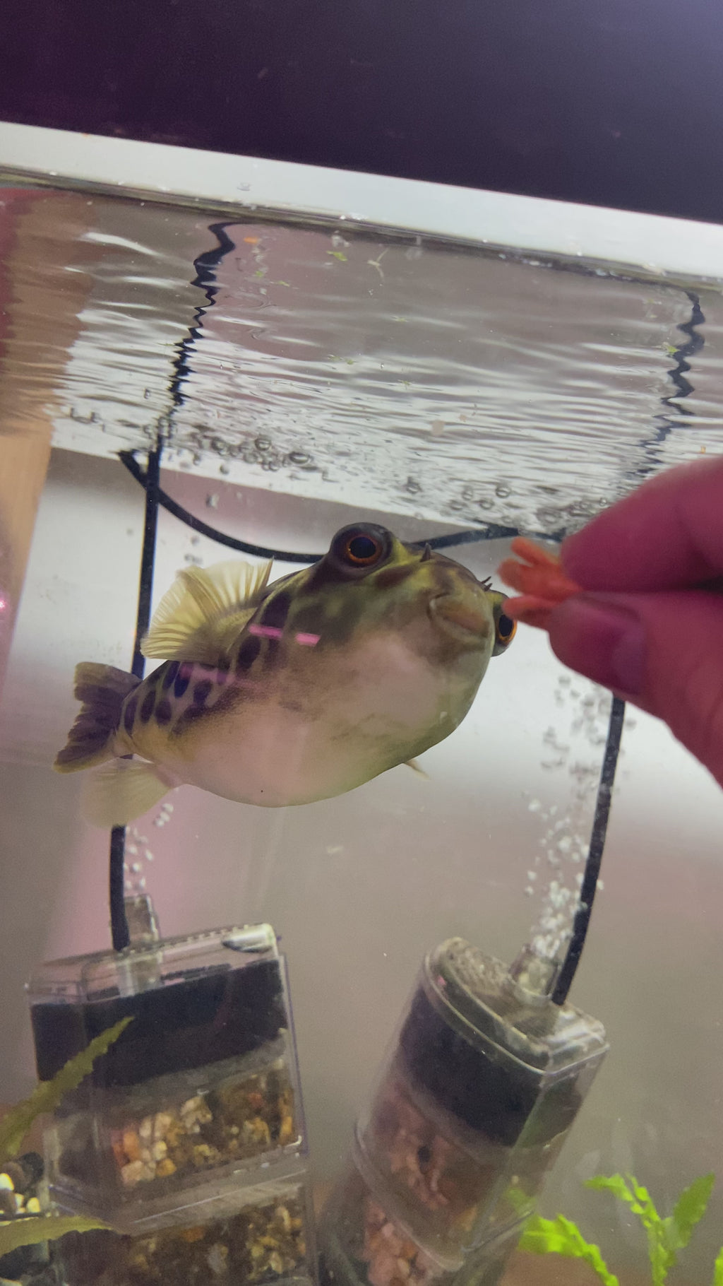 MastahBetta Fish Shop - Hawaii’s Aquarium Fish Store — Mastah Betta