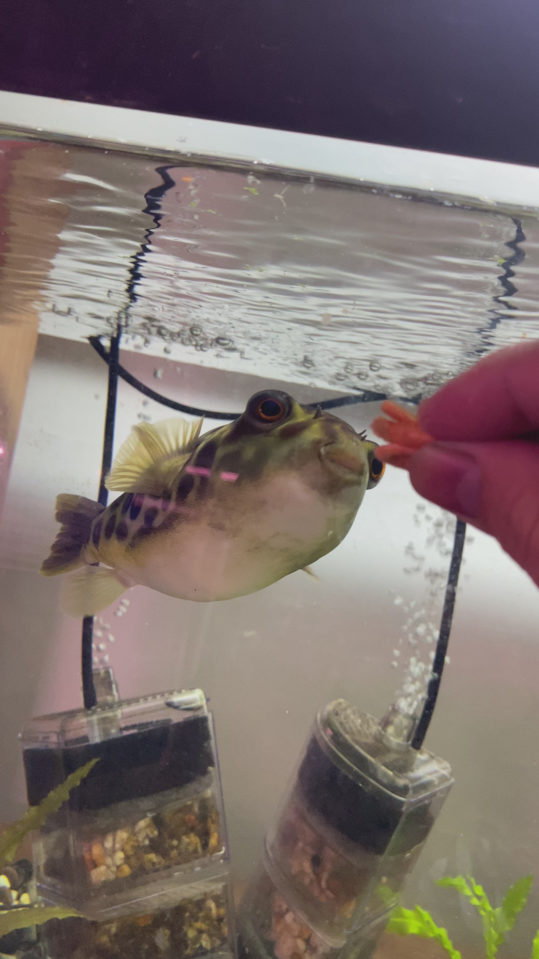 Exotics — Mastah Betta