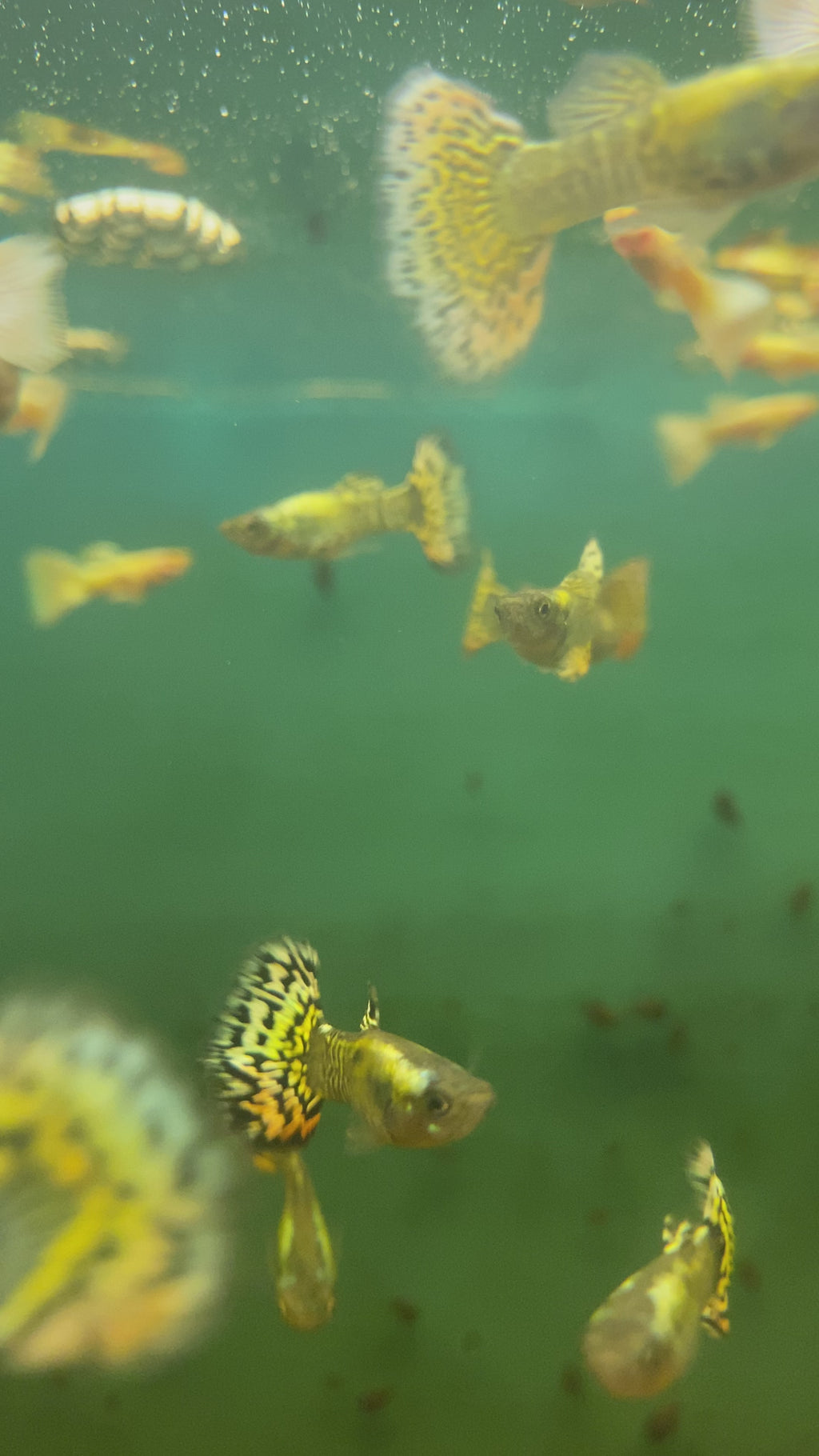 Fish — Mastah Betta