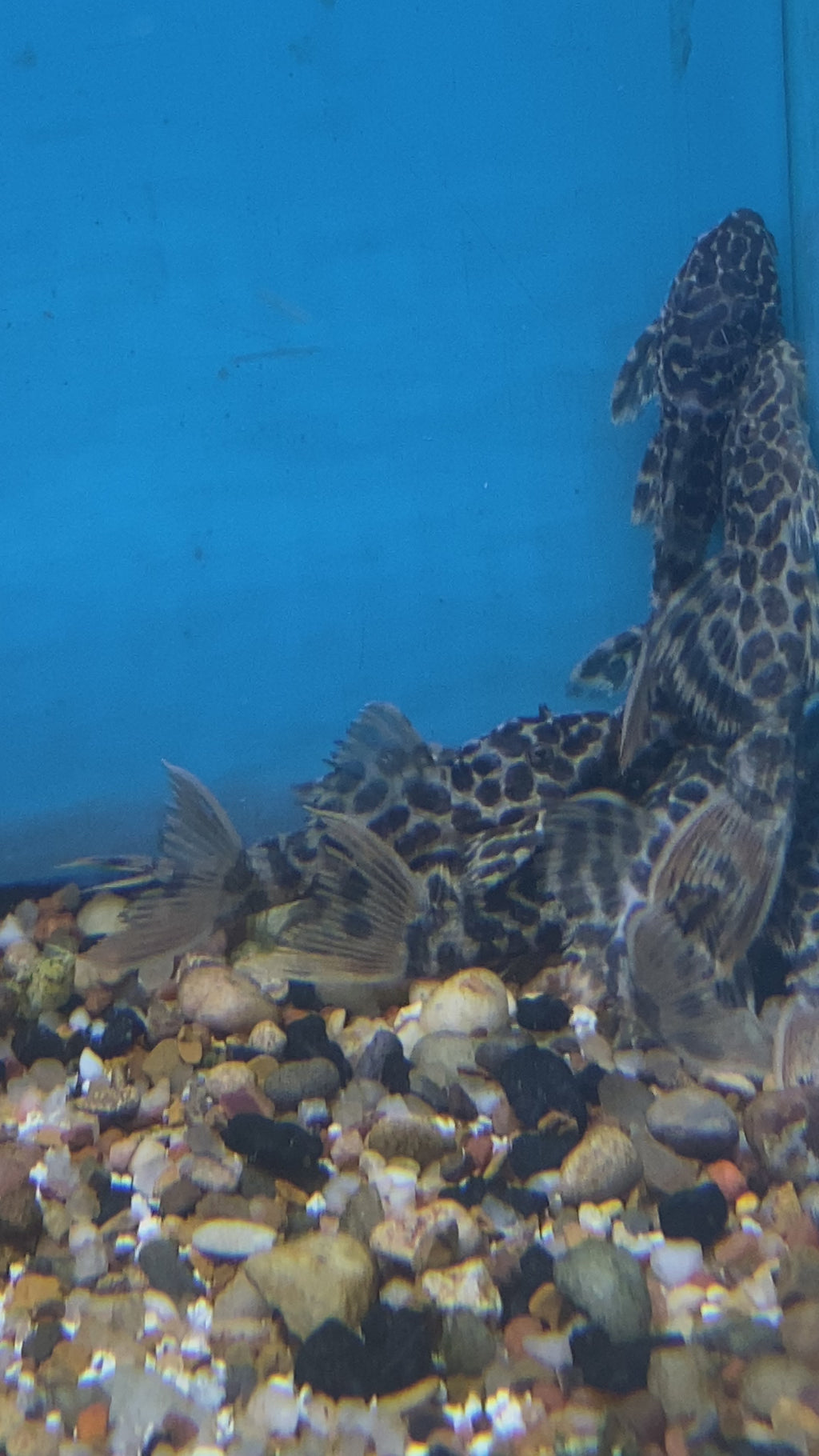 Fish — Mastah Betta