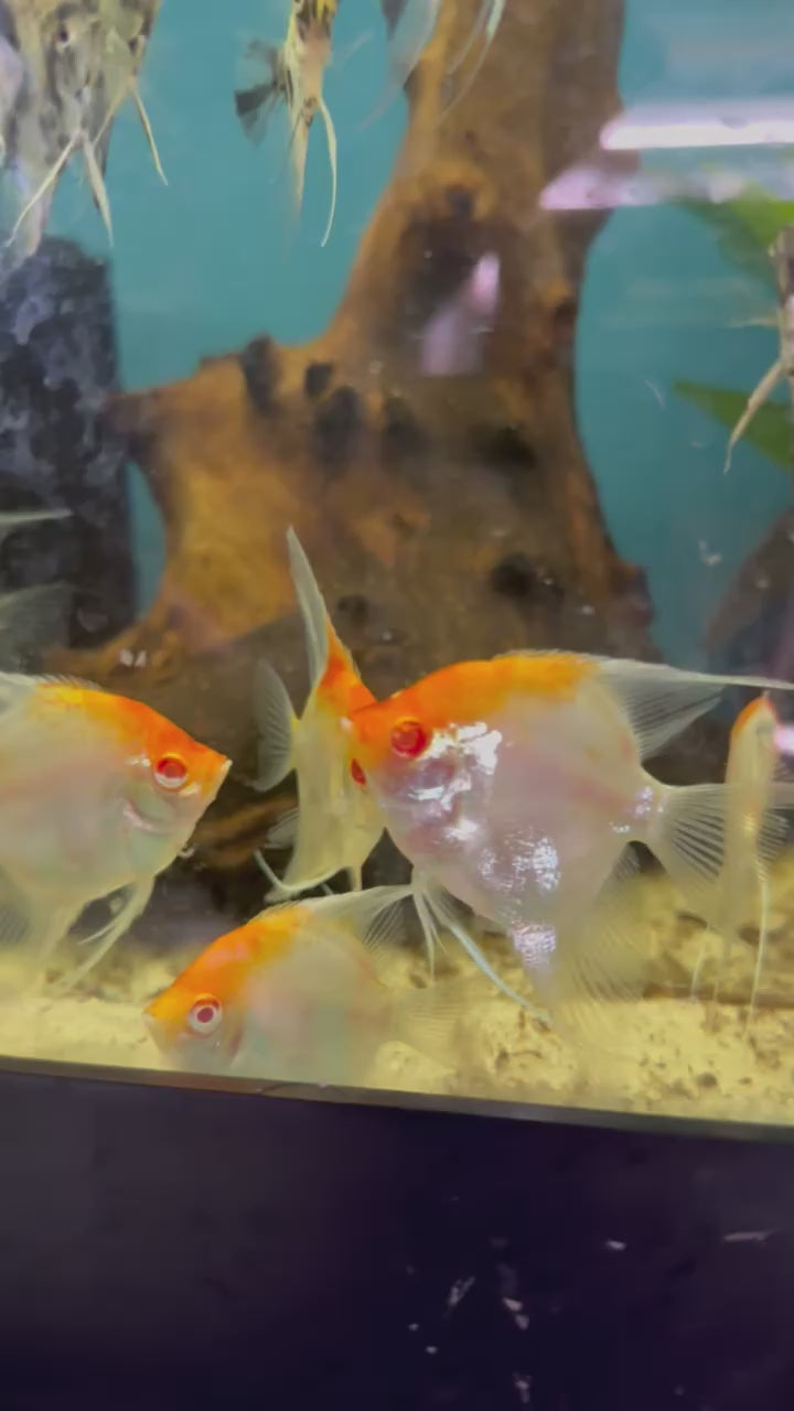 Albino Koi Red Cap Angelfish — Mastah Betta