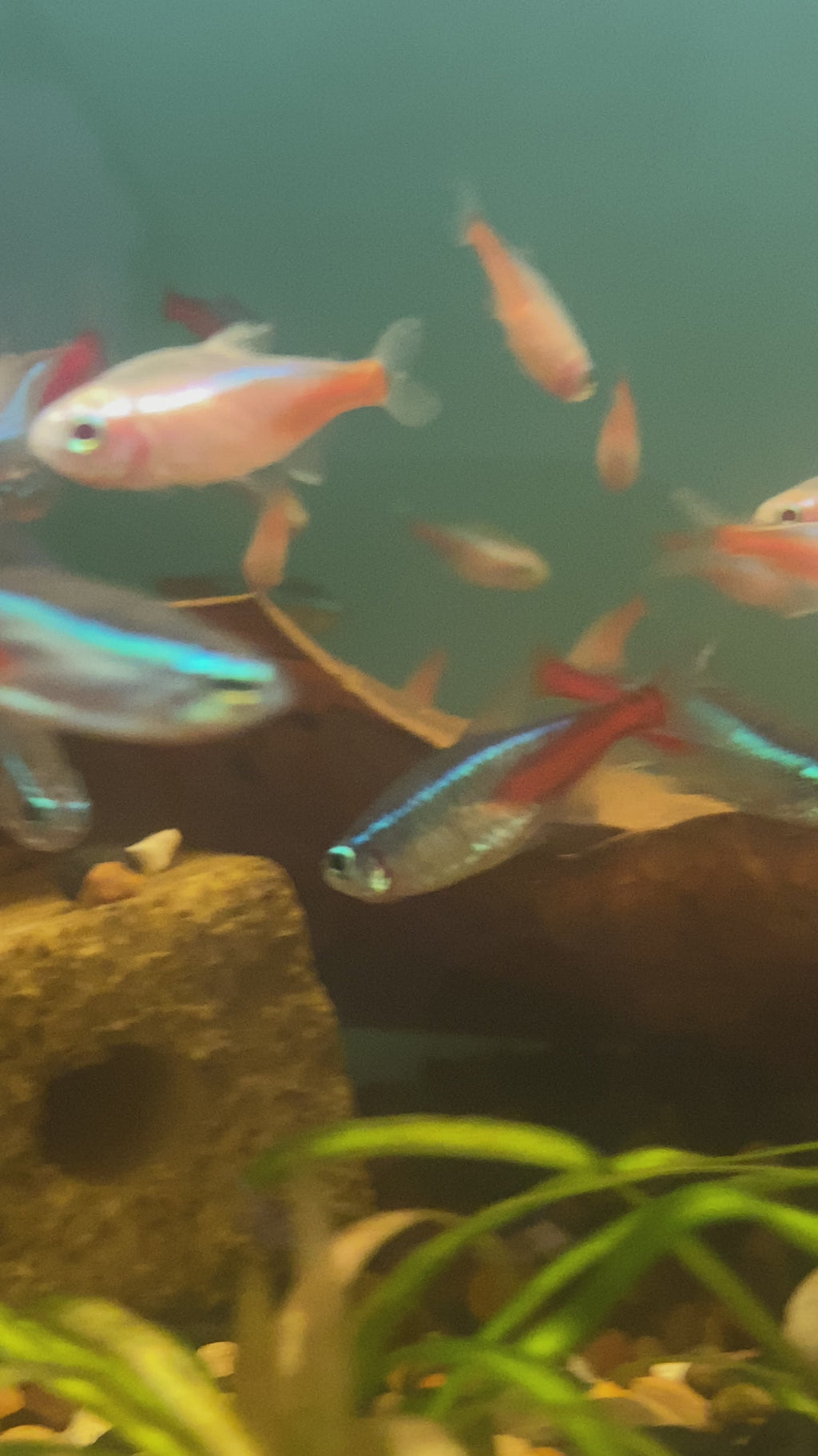 Tetras — Mastah Betta