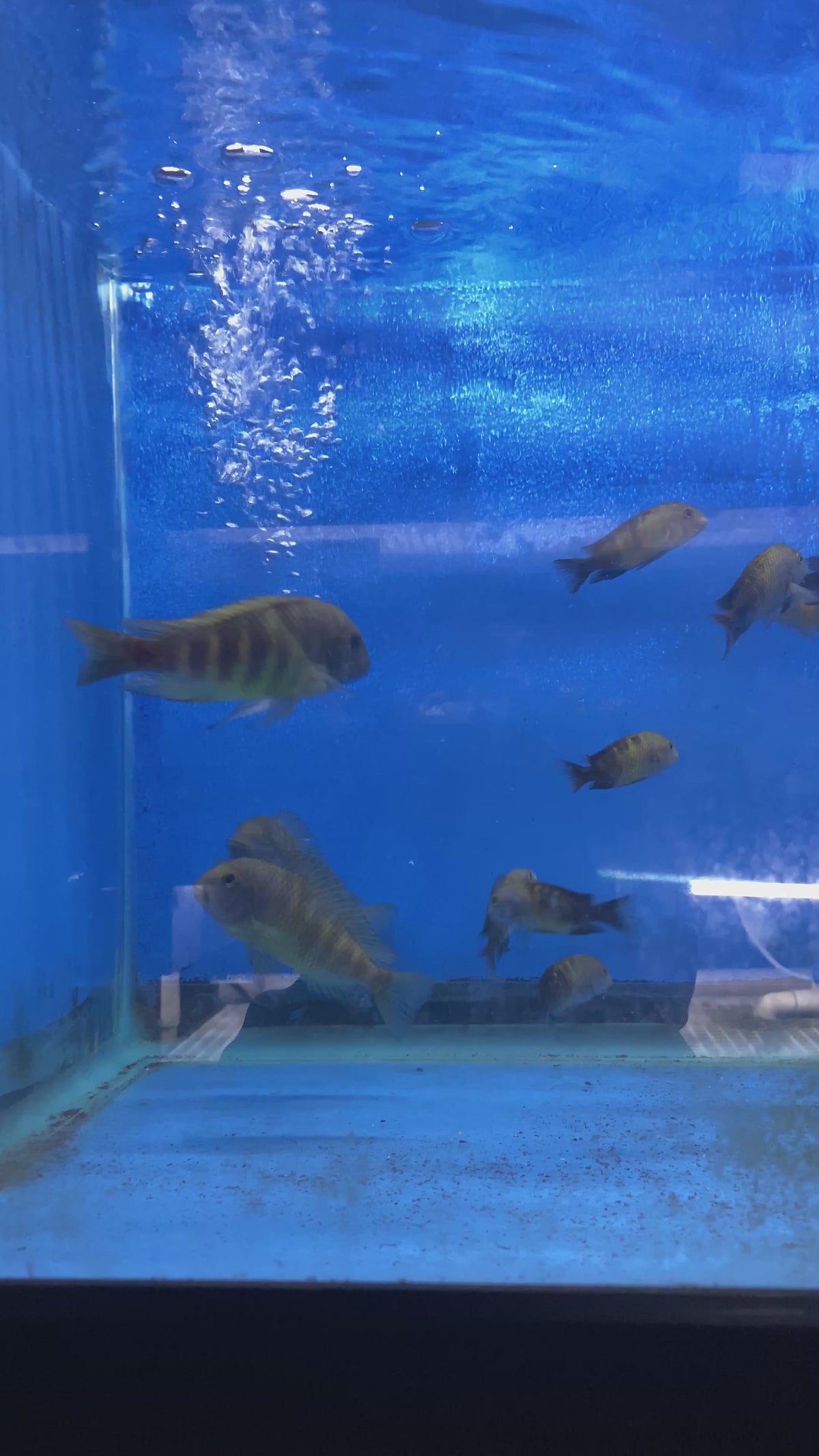 Tropheus Kaiser x Tropheus Brichardi — Mastah Betta