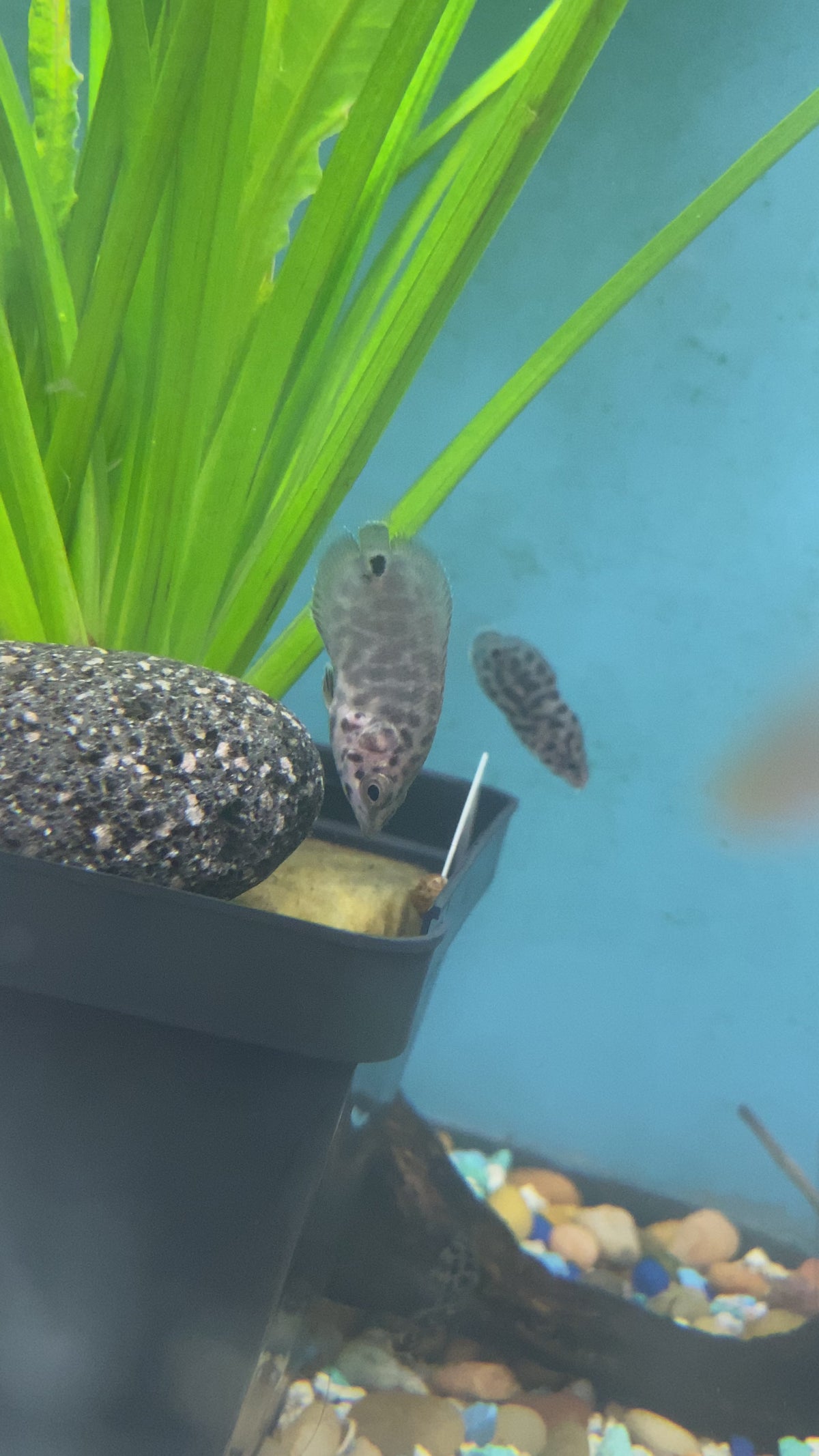 Leopard Ctenopoma — Mastah Betta