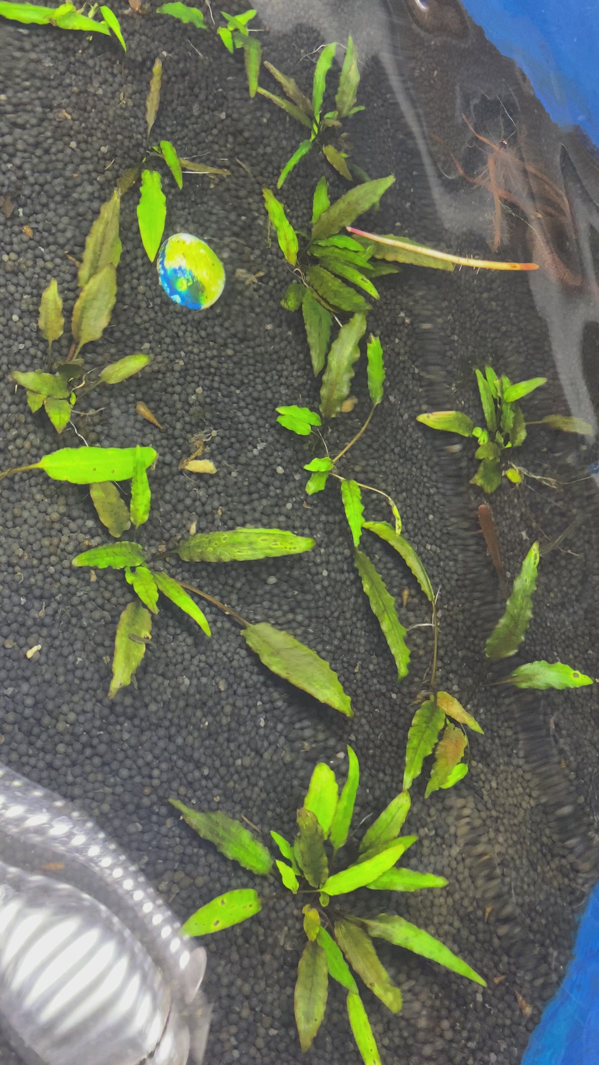 Assorted Cryptocoryne Clearance — Mastah Betta