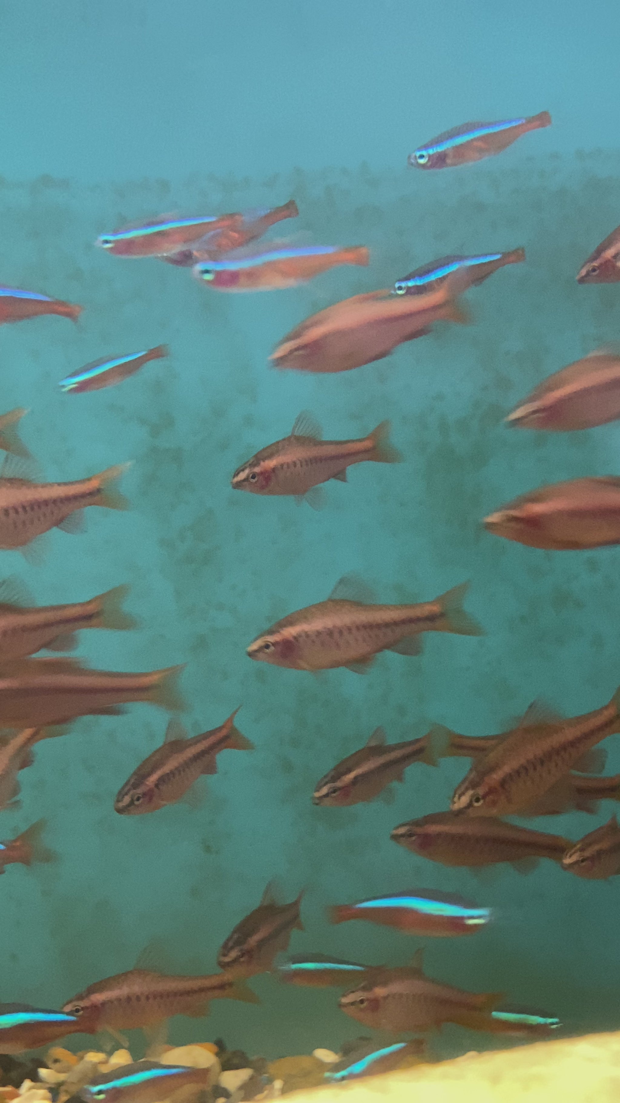 Fish — Mastah Betta