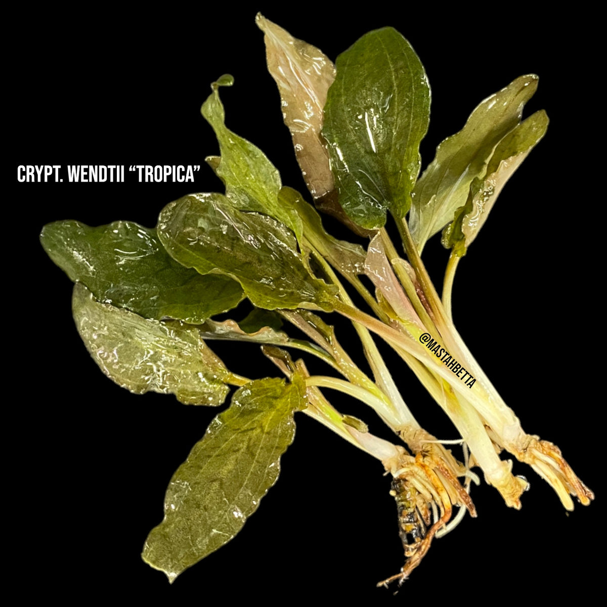 Crypt. Wendtii “Tropica” — Mastah Betta