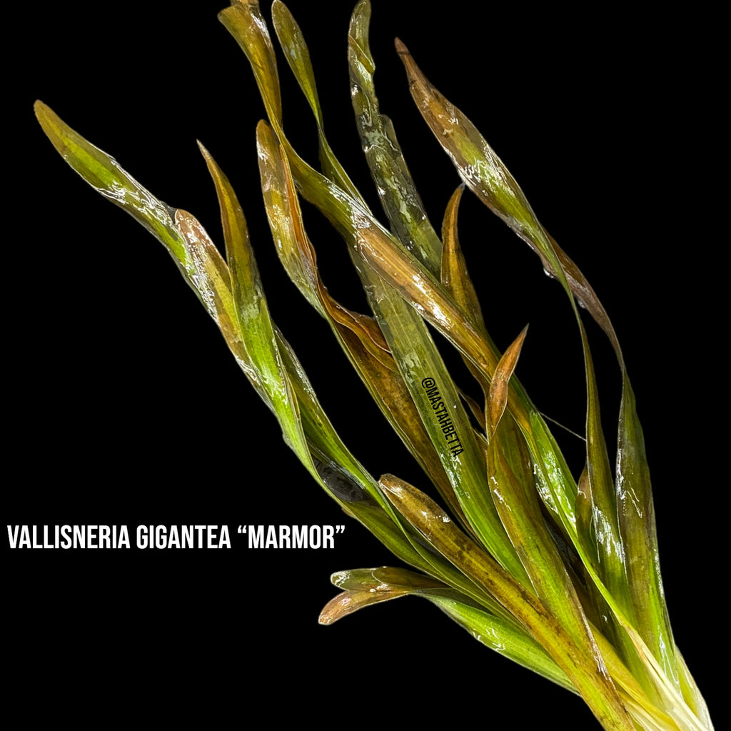 Aquatic Plants — Mastah Betta