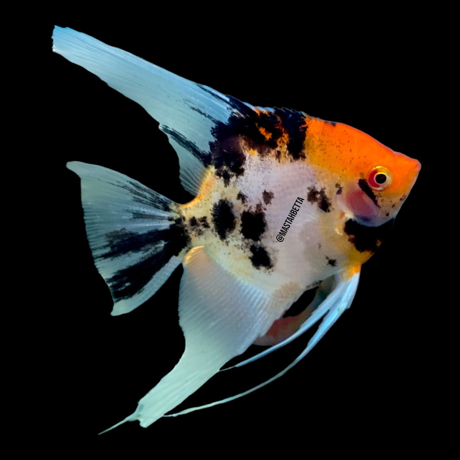 Fish — Mastah Betta