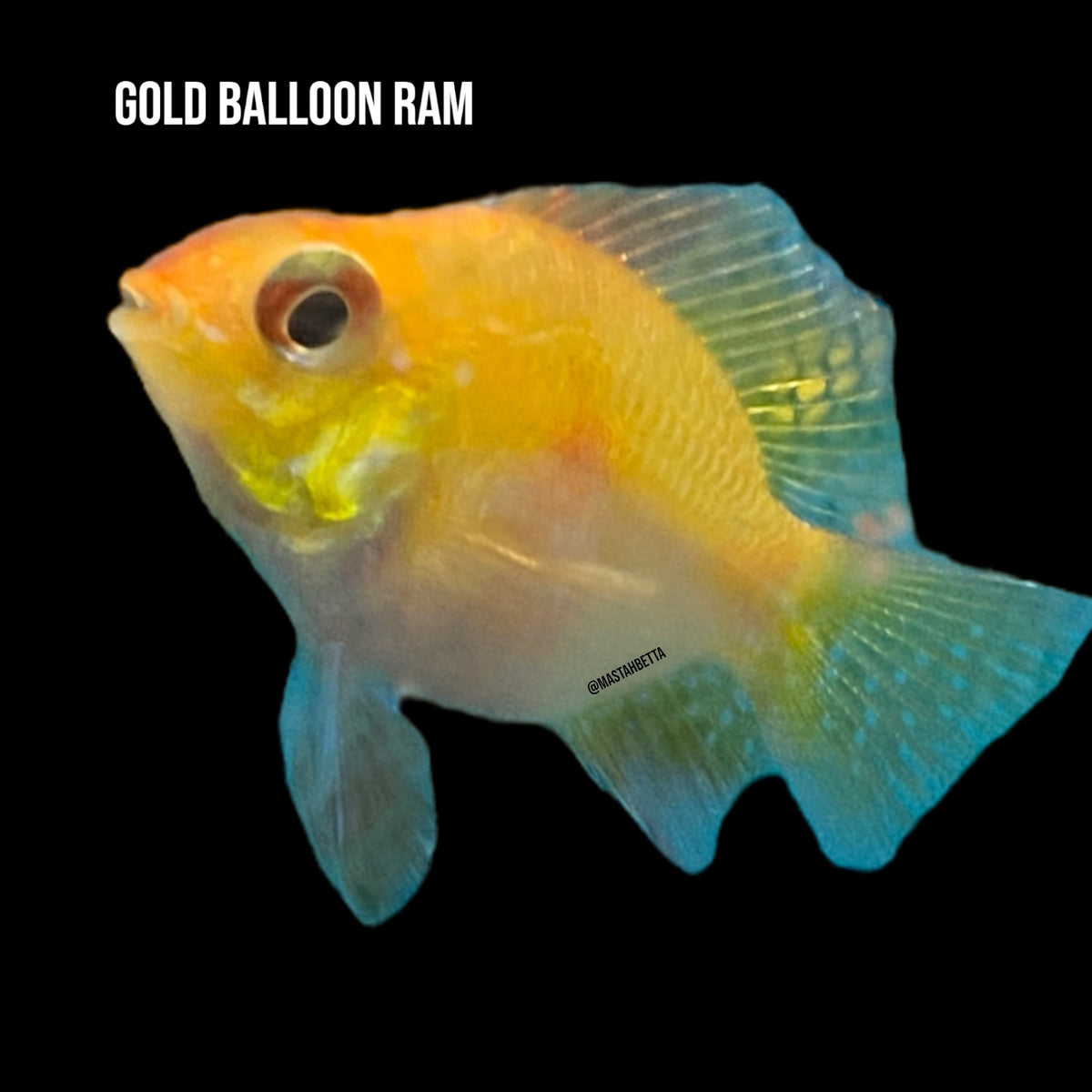 Golden Balloon Ram — Mastah Betta