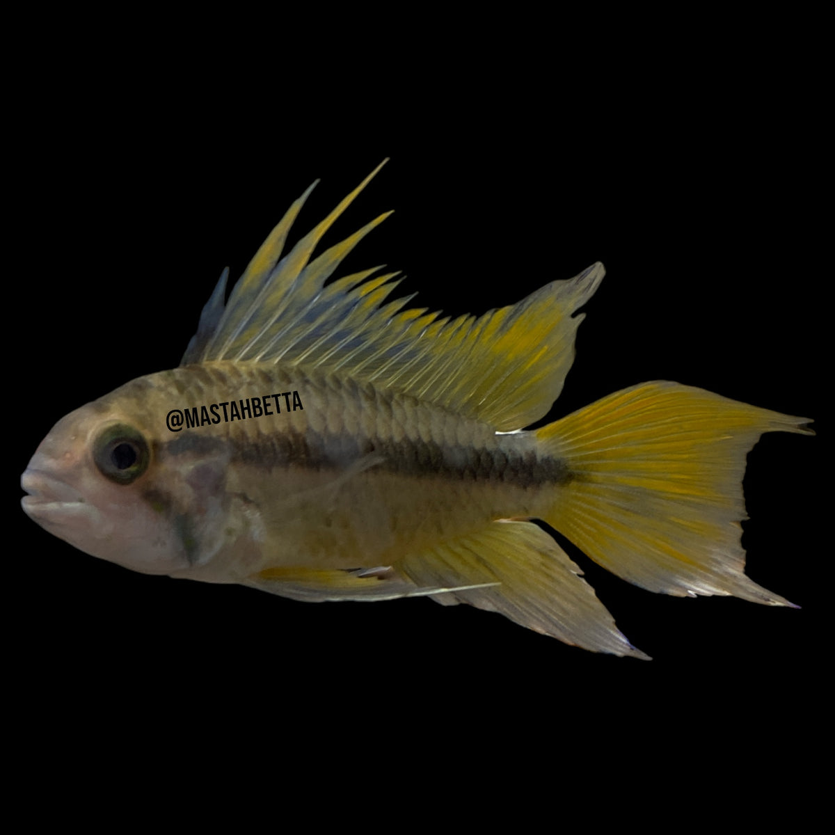 Apistogramma Cacatoides — Mastah Betta