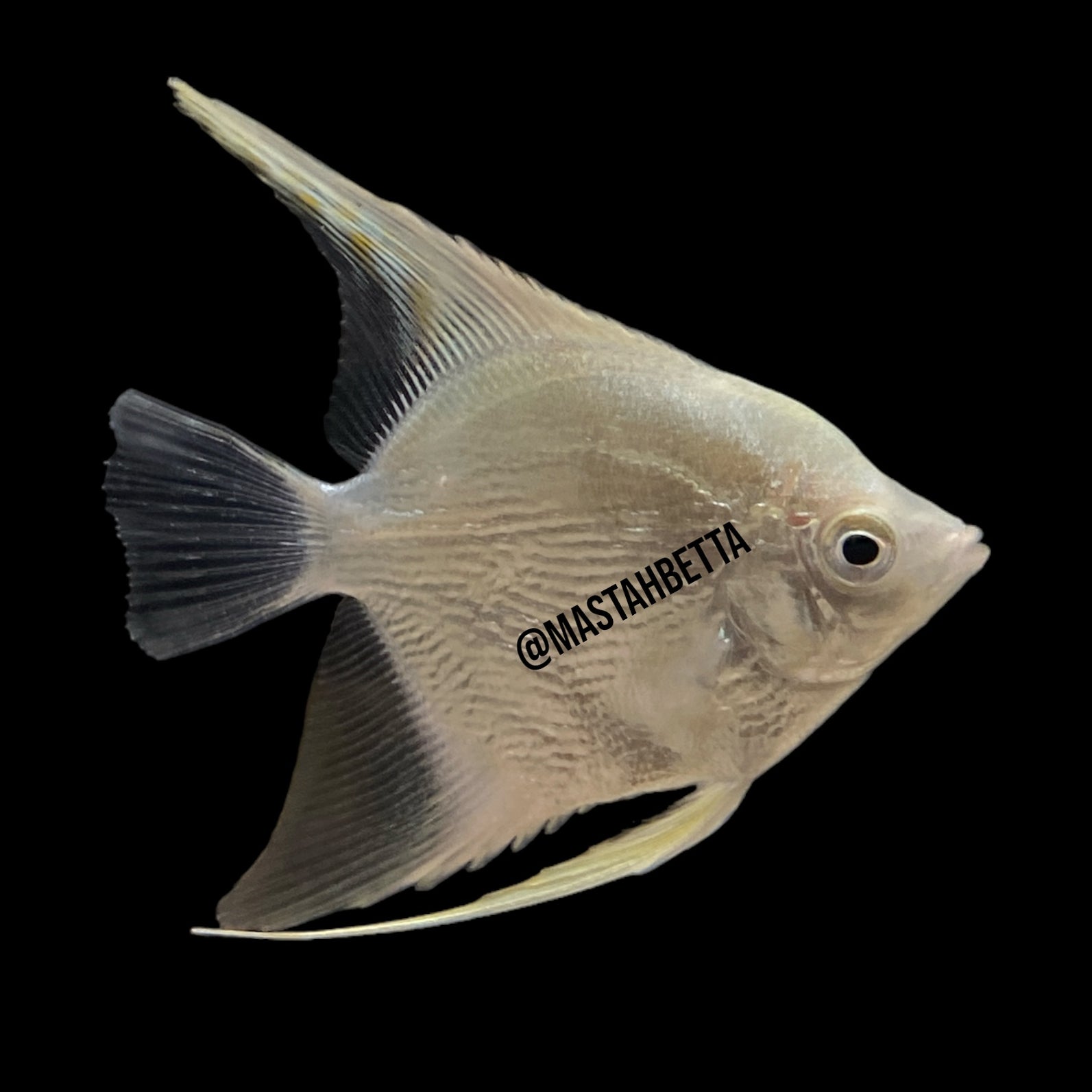 Fish — Mastah Betta
