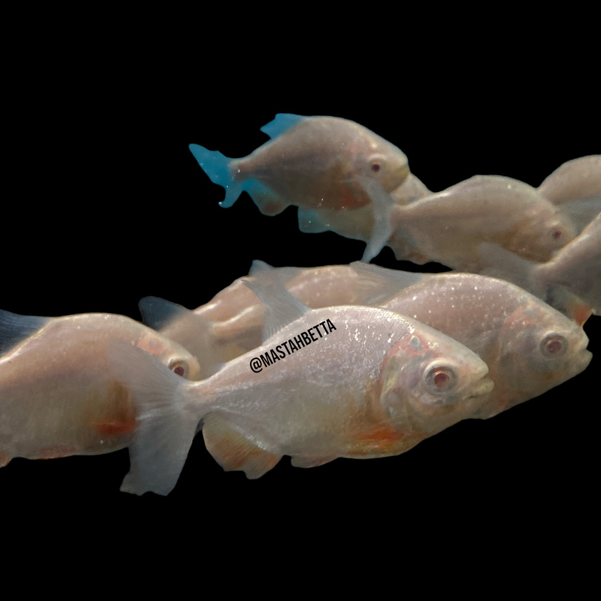 Albino Pacu — Mastah Betta
