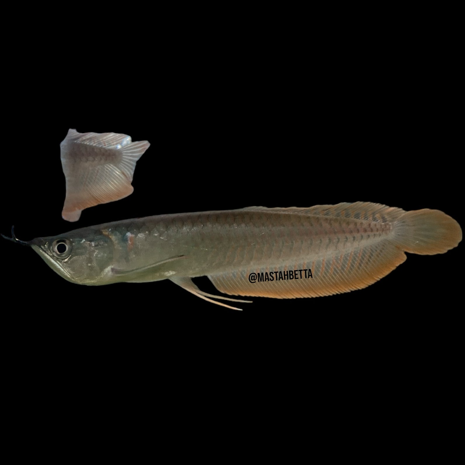 Fish — Mastah Betta