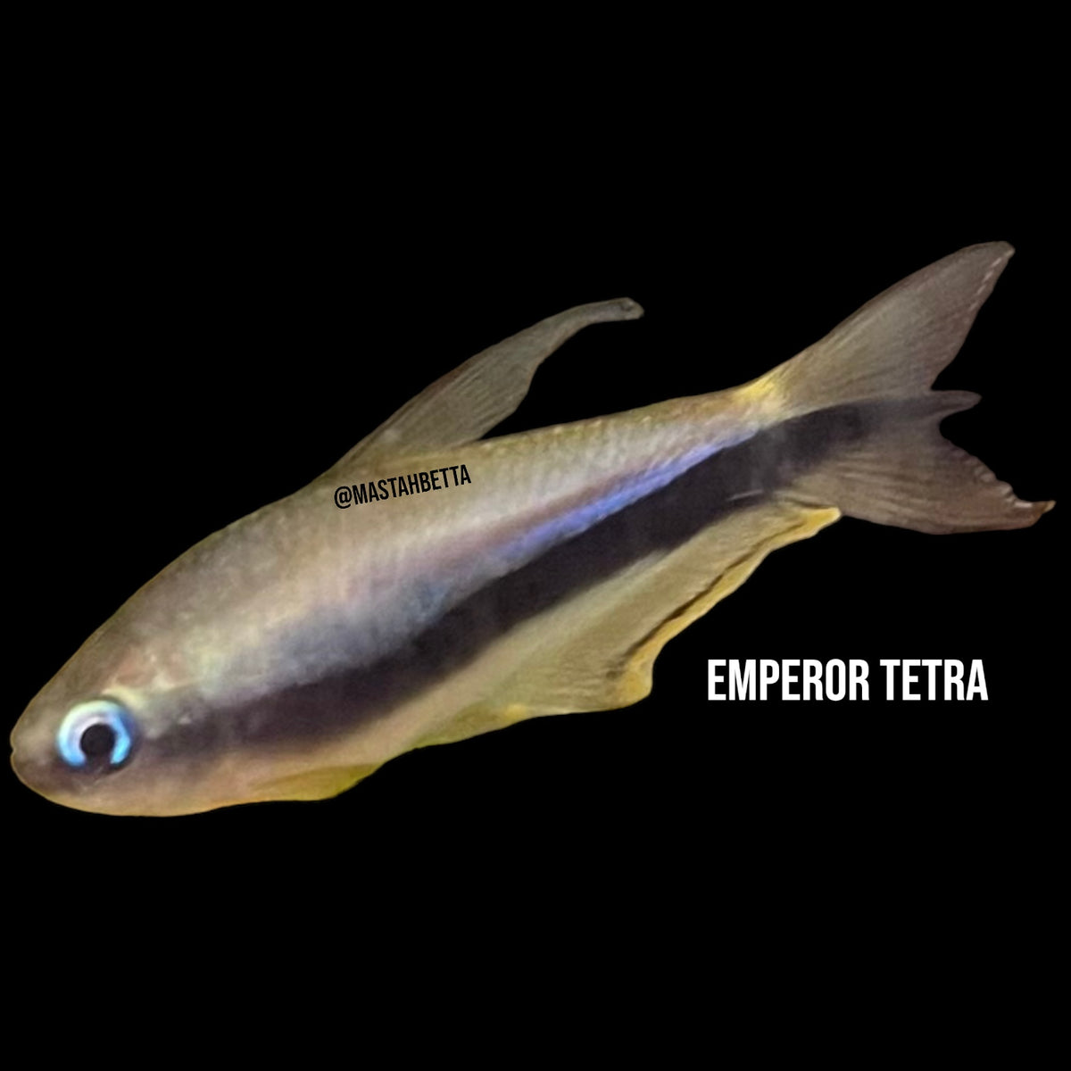 Emperor Tetra — Mastah Betta