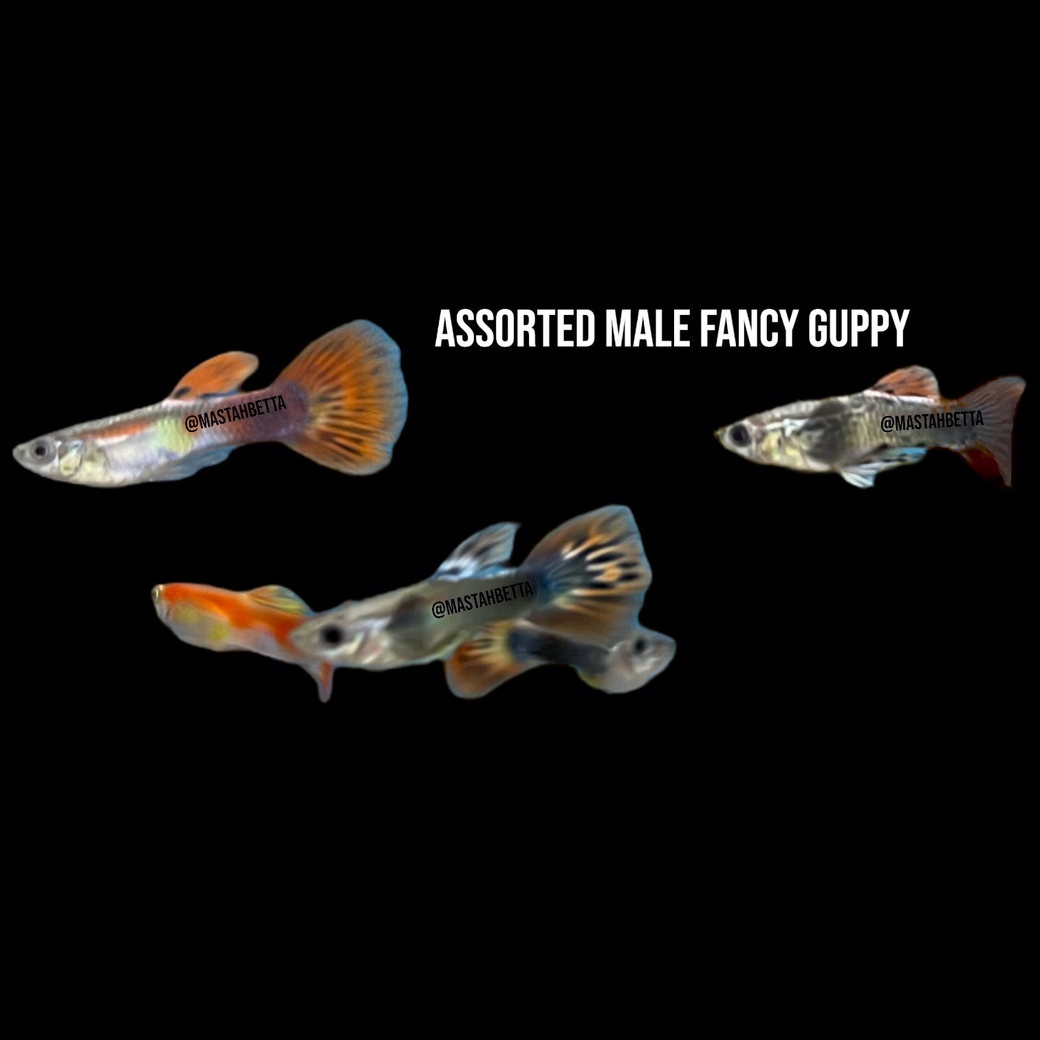Fish — Mastah Betta