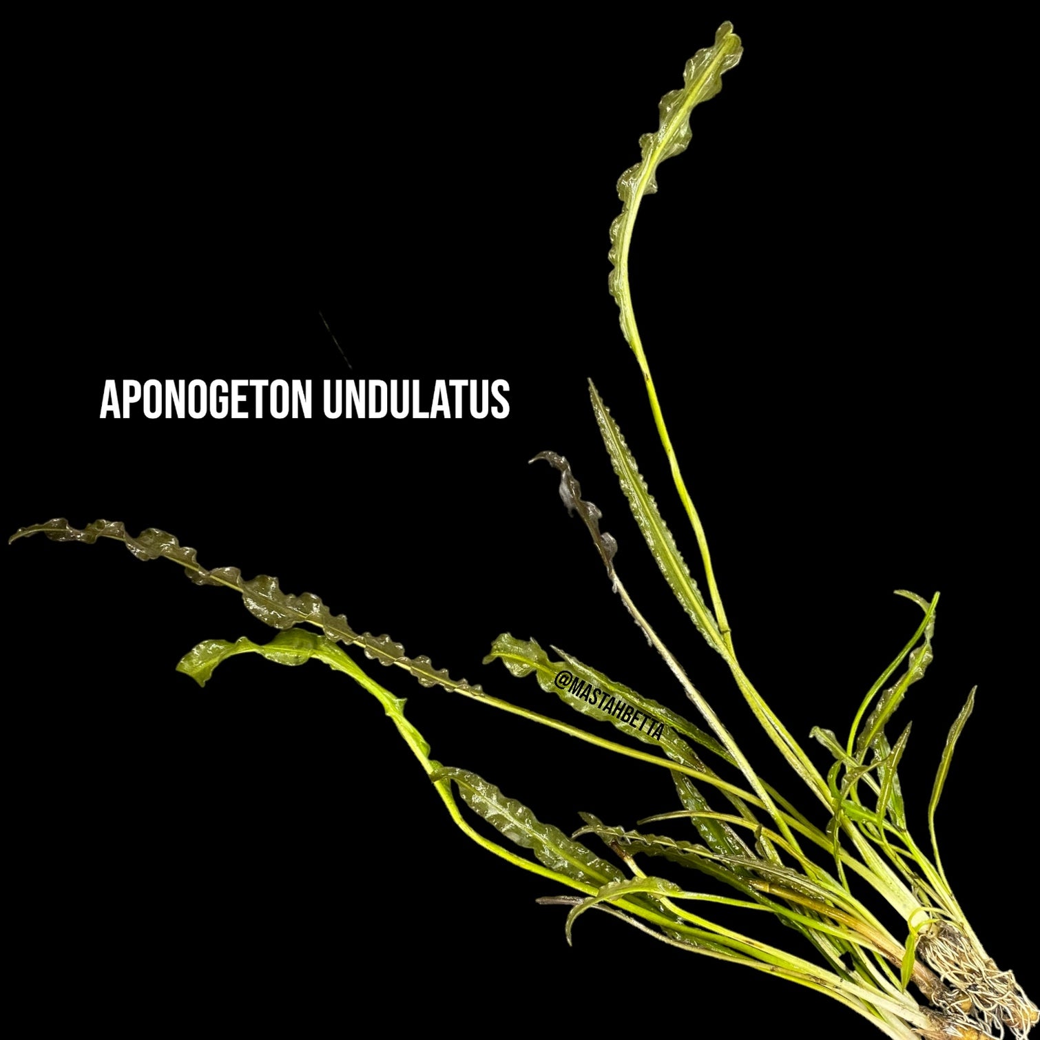 Aquatic Plants — Mastah Betta