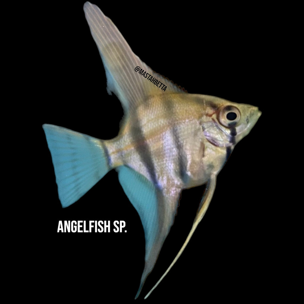 Angelfish — Mastah Betta