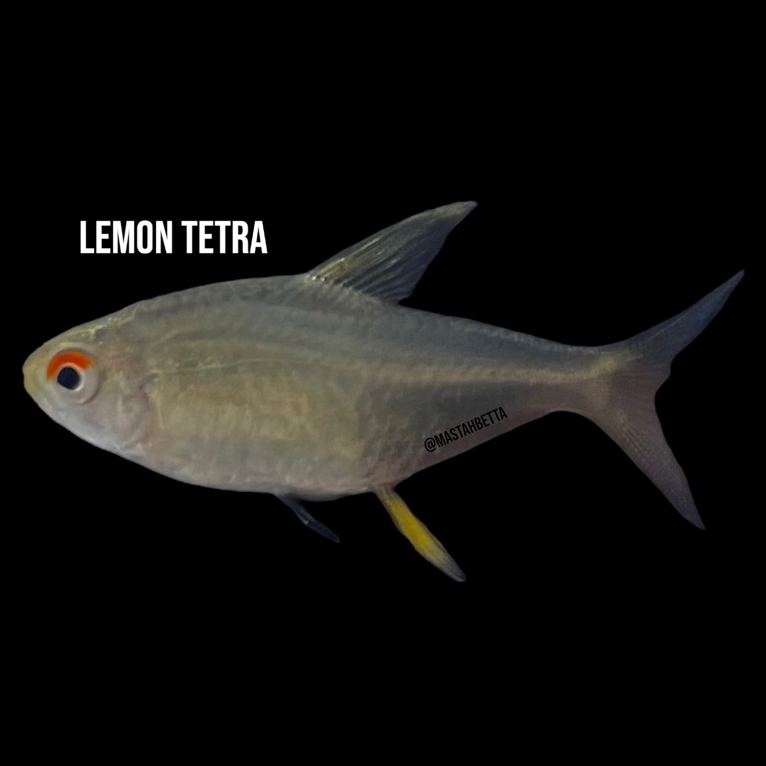 Tetras — Mastah Betta