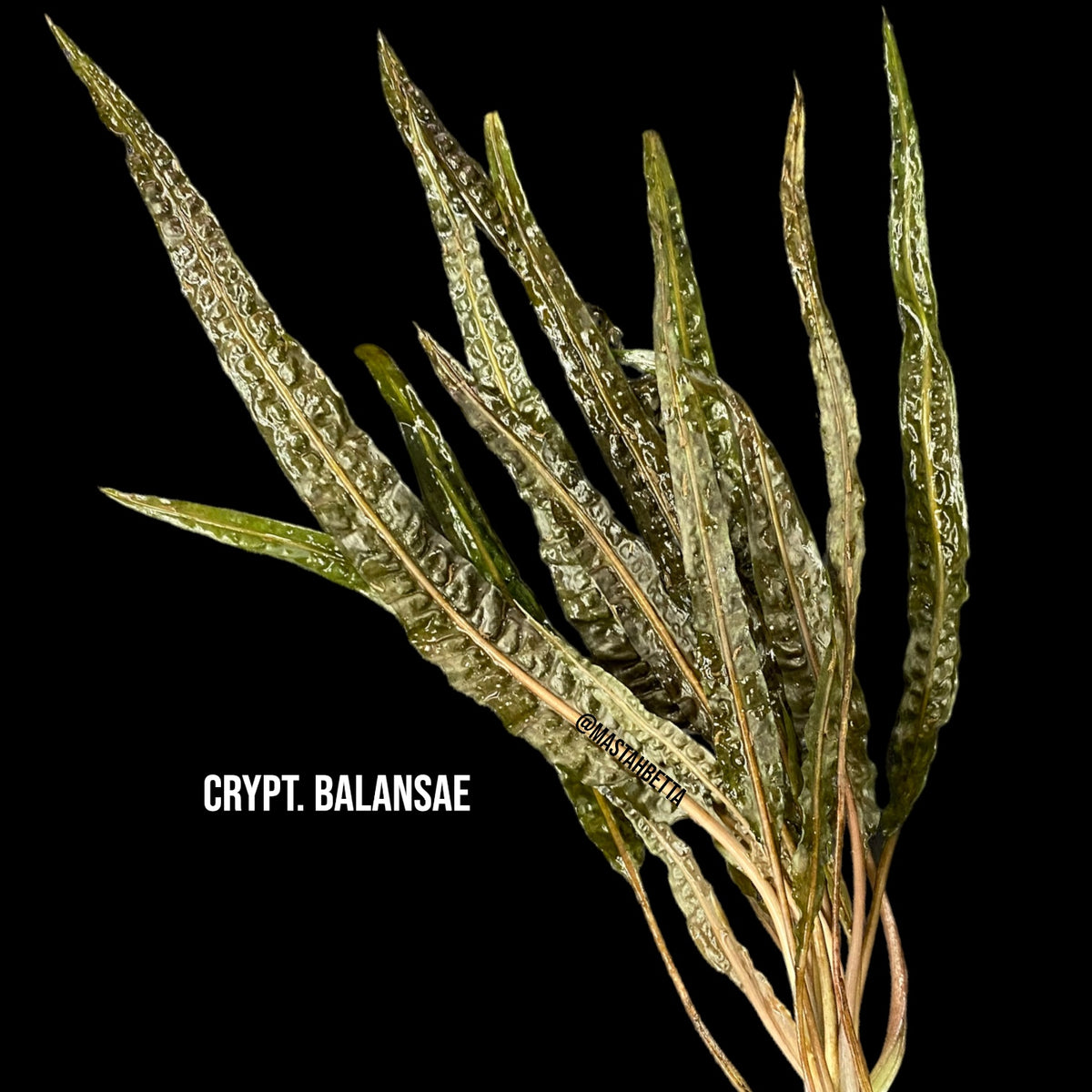 Crypt. Balansae — Mastah Betta