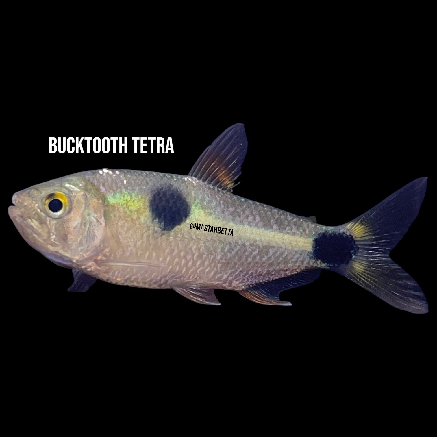 Bucktooth Tetra — Mastah Betta