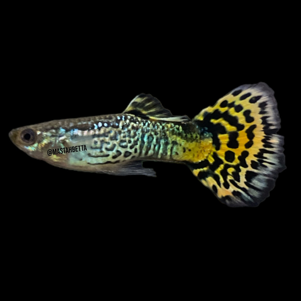 Fish — Mastah Betta