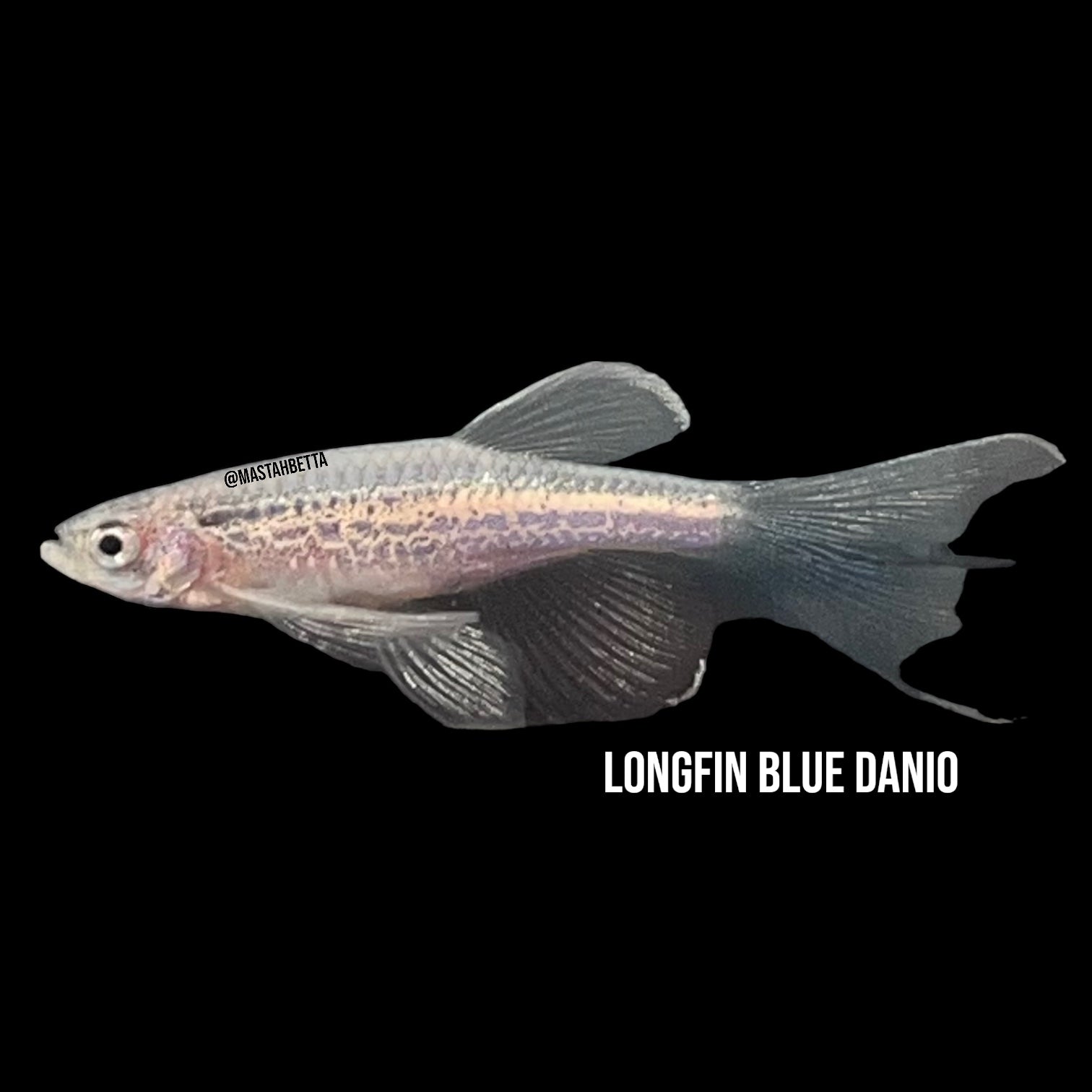Longfin Blue Danio — Mastah Betta