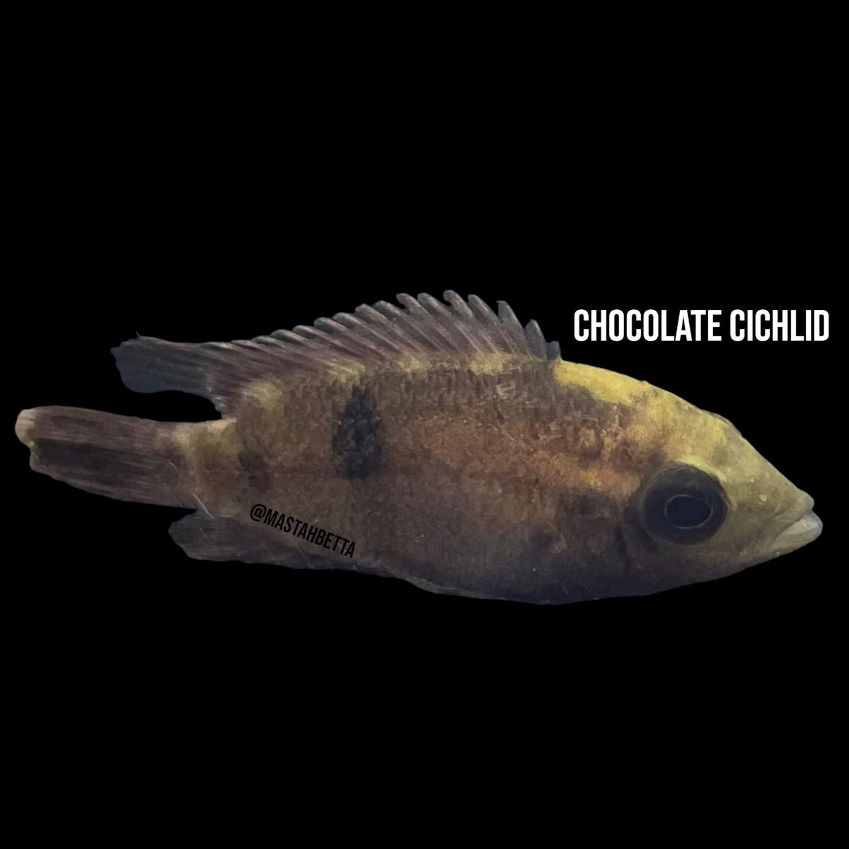Chocolate Cichlid — Mastah Betta