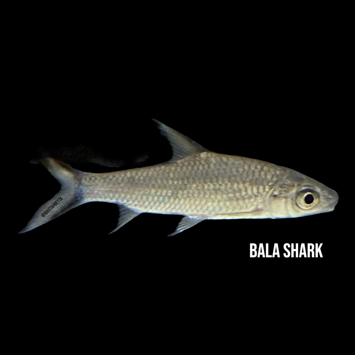 Bala Shark — Mastah Betta