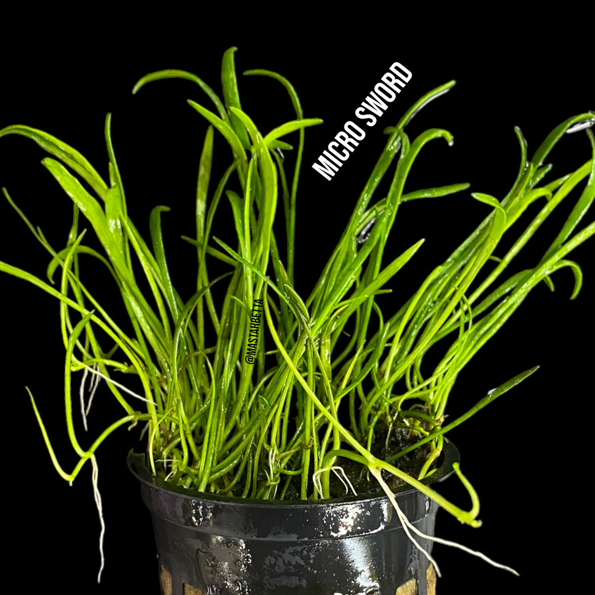 Micro Sword — Mastah Betta