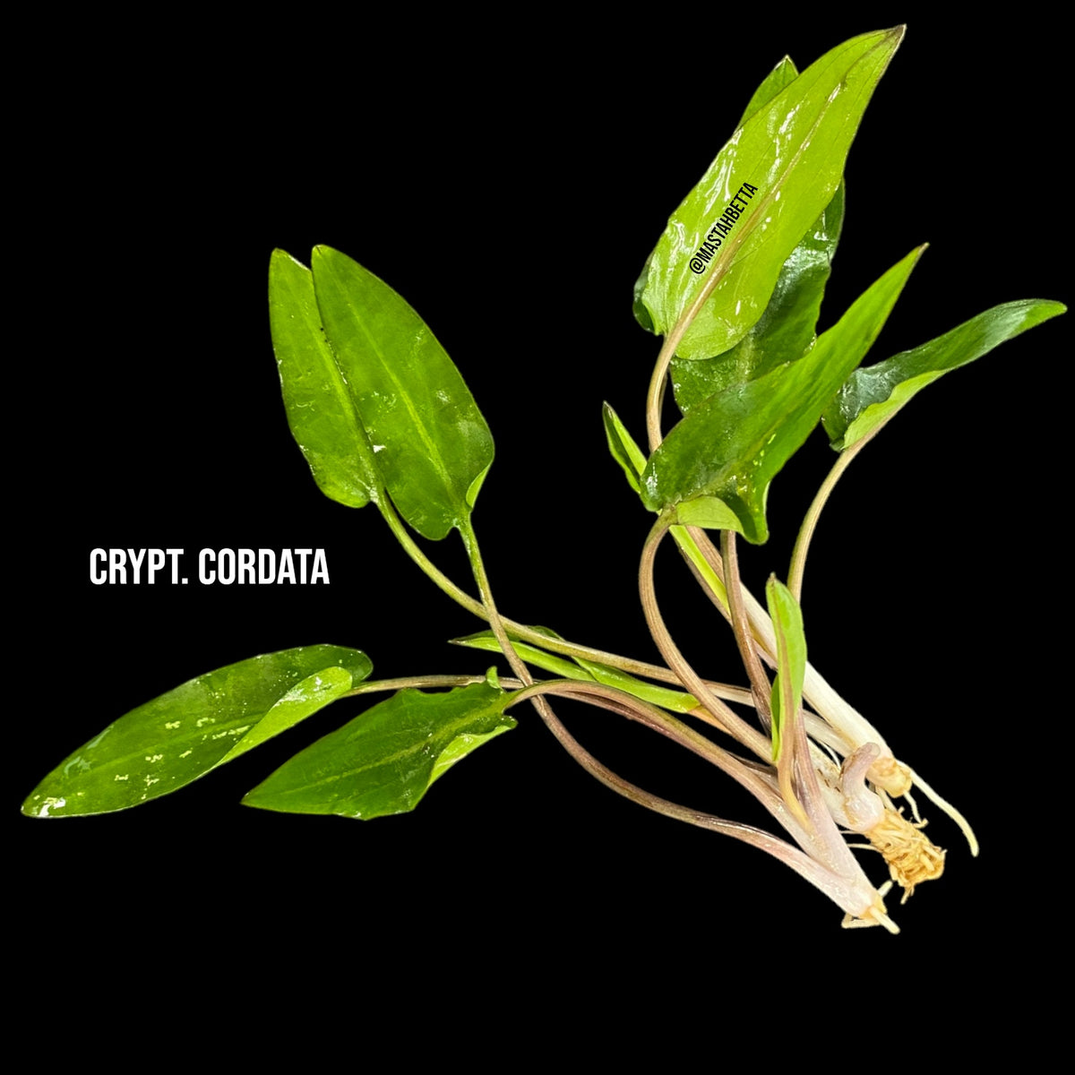 Crypt. Cordata — Mastah Betta