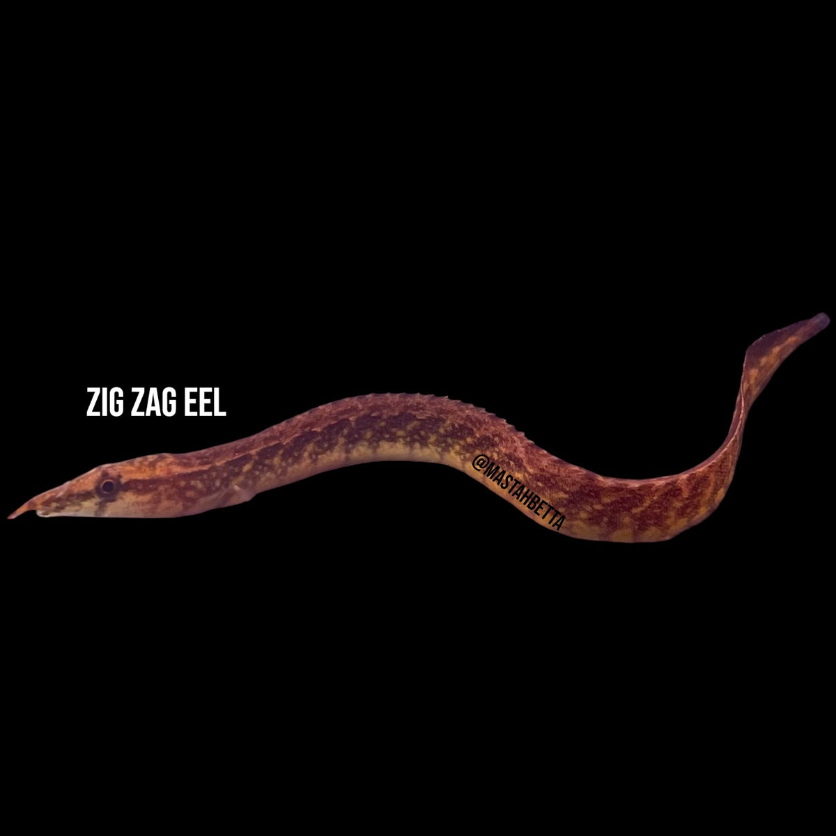 Zig Zag Eel — Mastah Betta