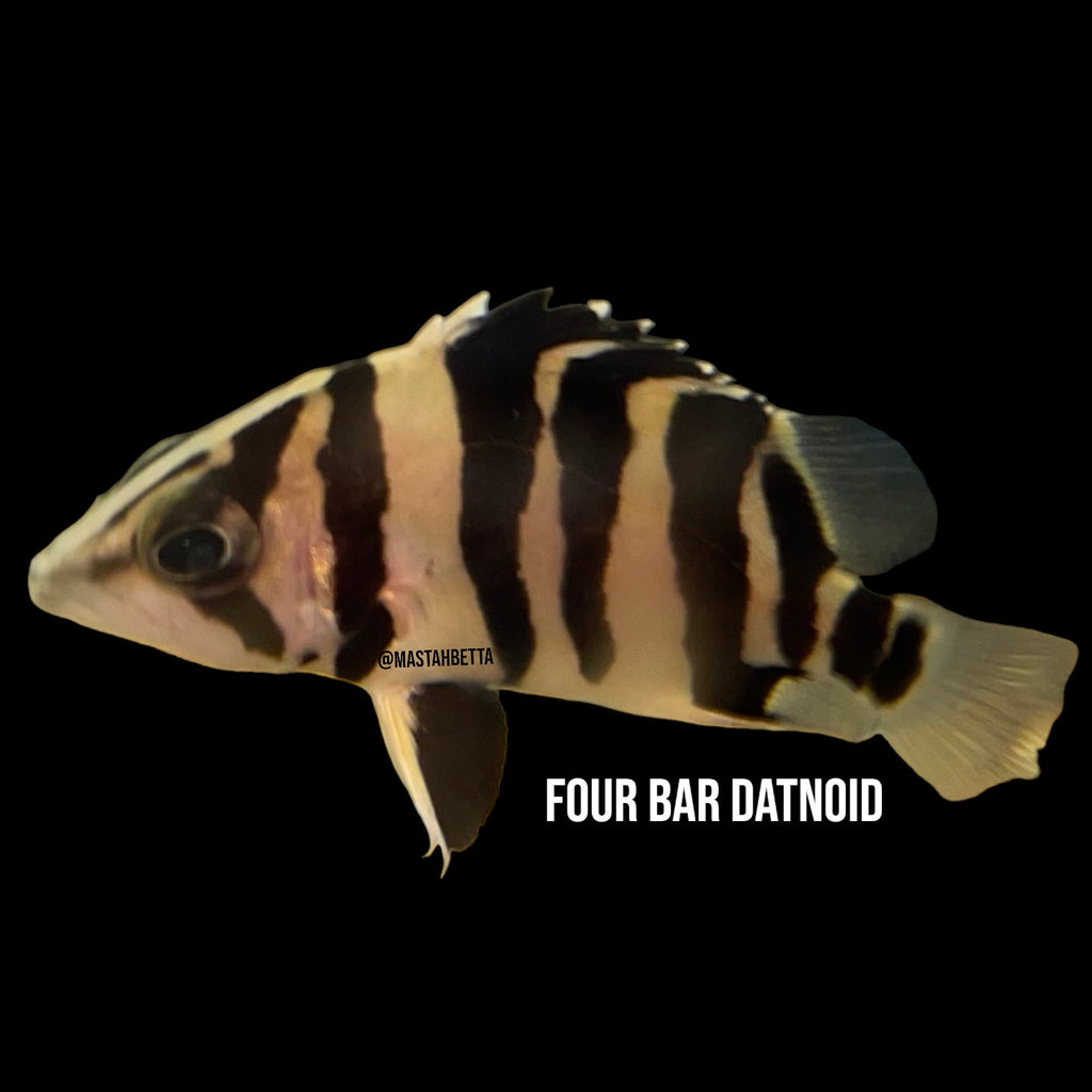 MastahBetta Fish Shop - Hawaii’s Aquarium Fish Store — Mastah Betta