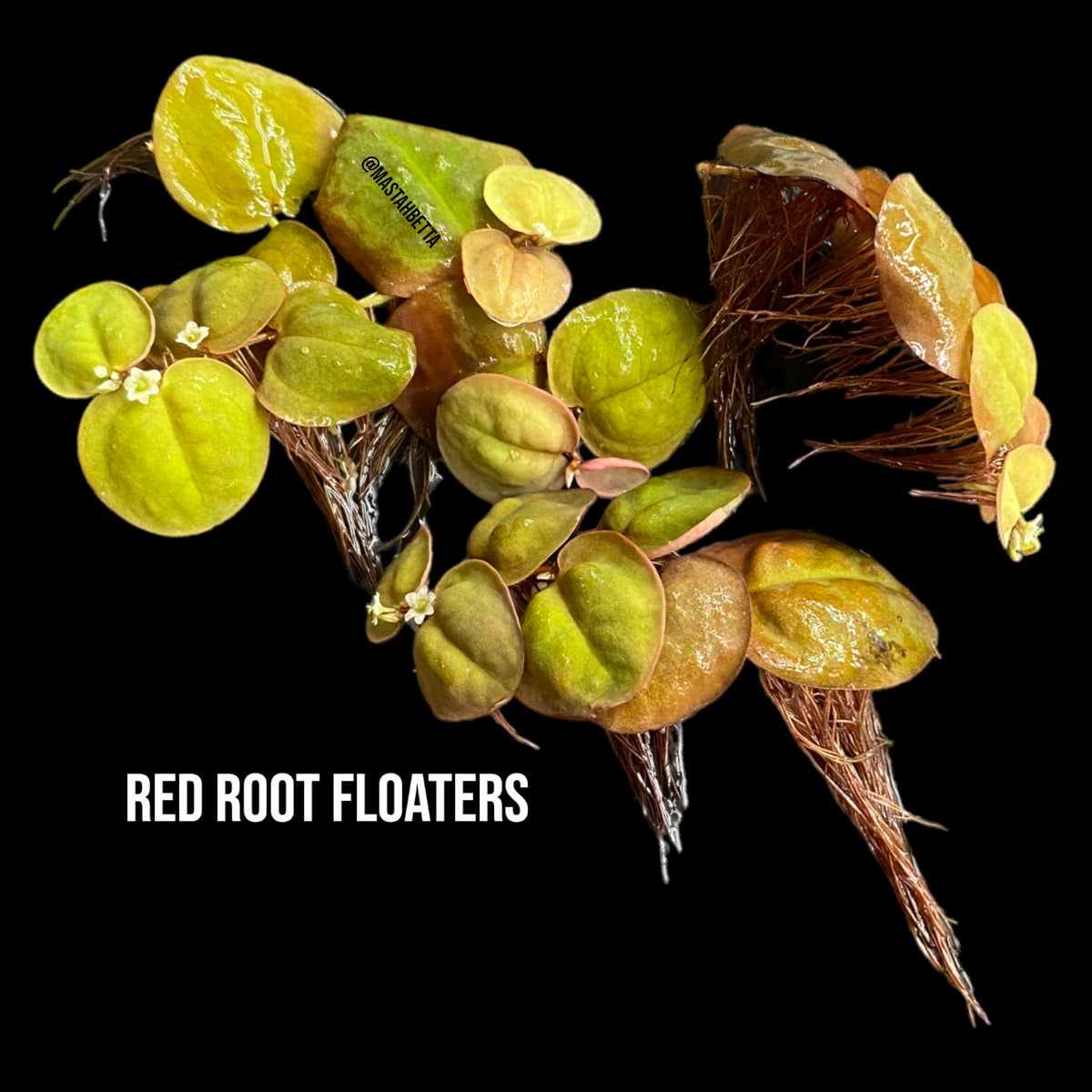 Red Root Floaters — Mastah Betta