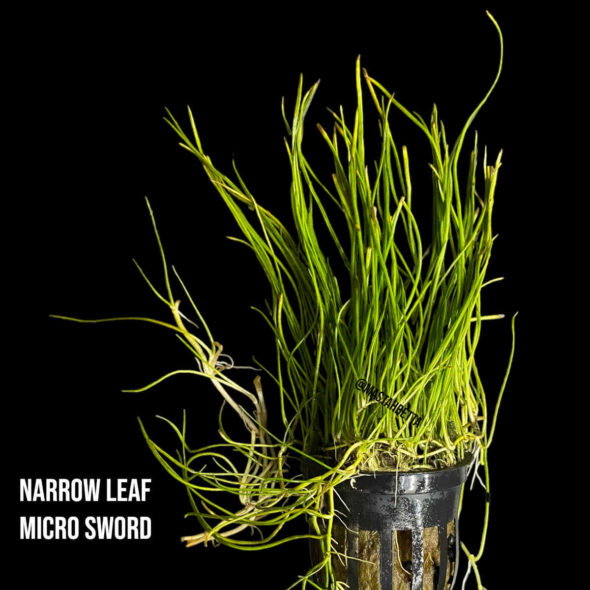 Narrow Leaf Micro Sword — Mastah Betta
