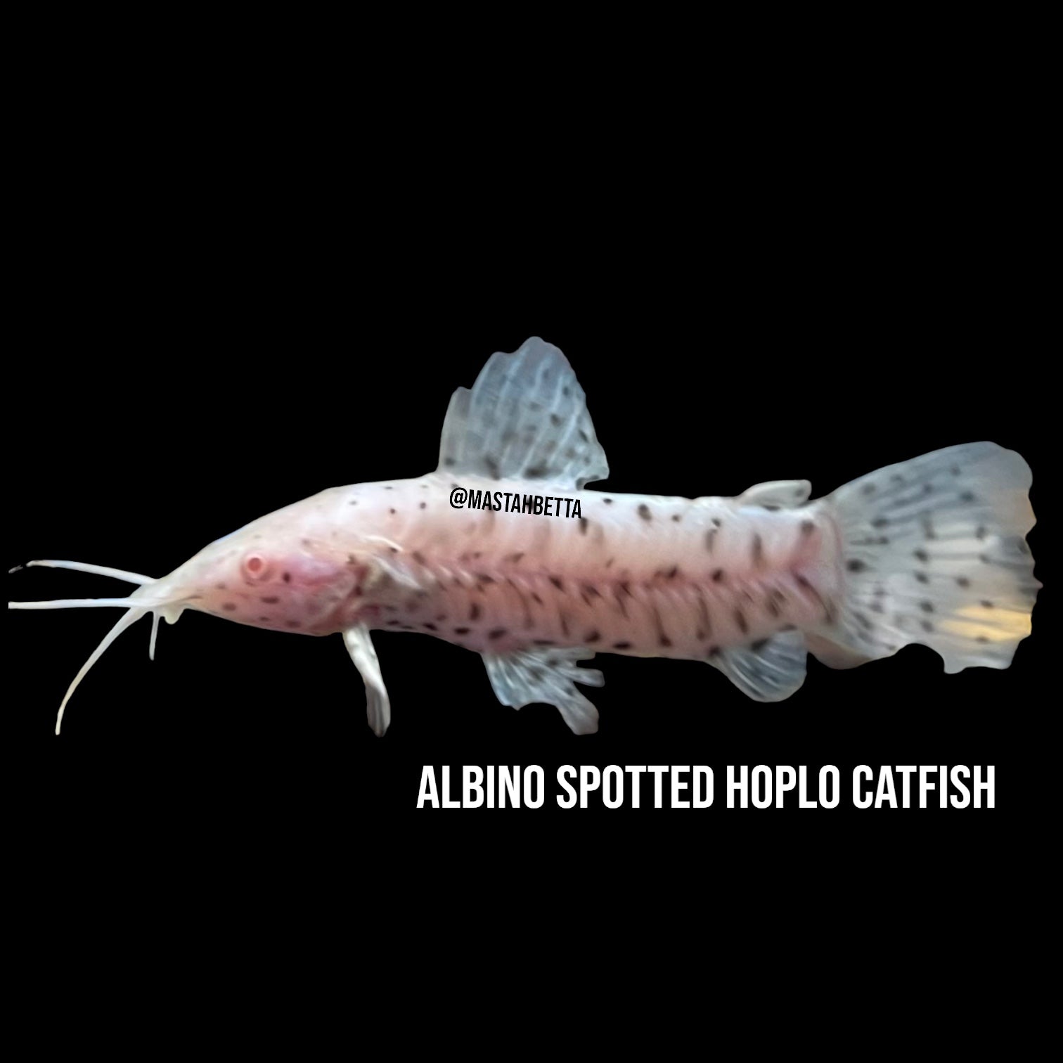 Albino Spotted Hoplo Catfish — Mastah Betta