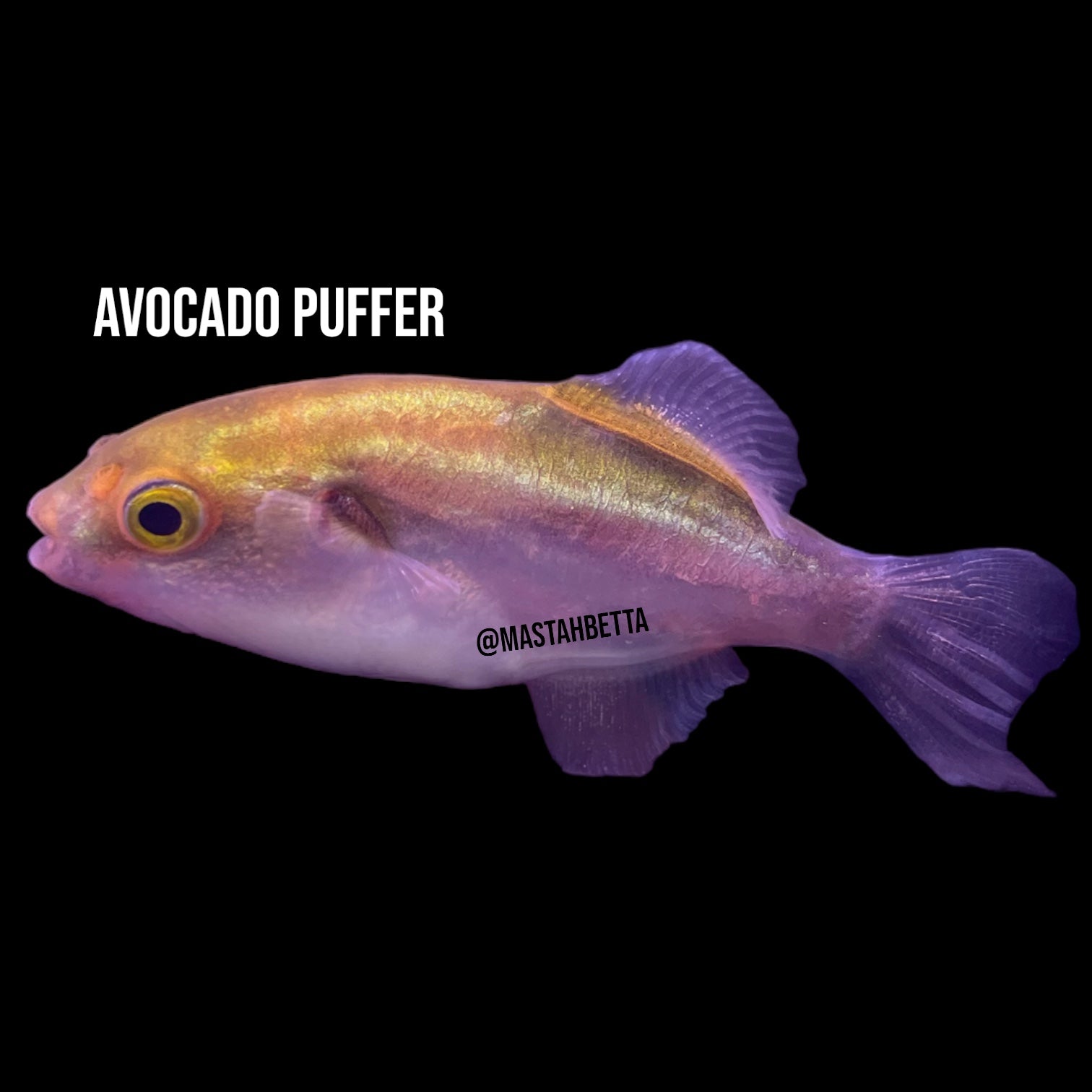 Avocado Puffer — Mastah Betta