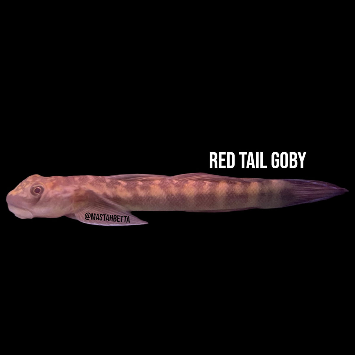 Red Tailed Goby — Mastah Betta