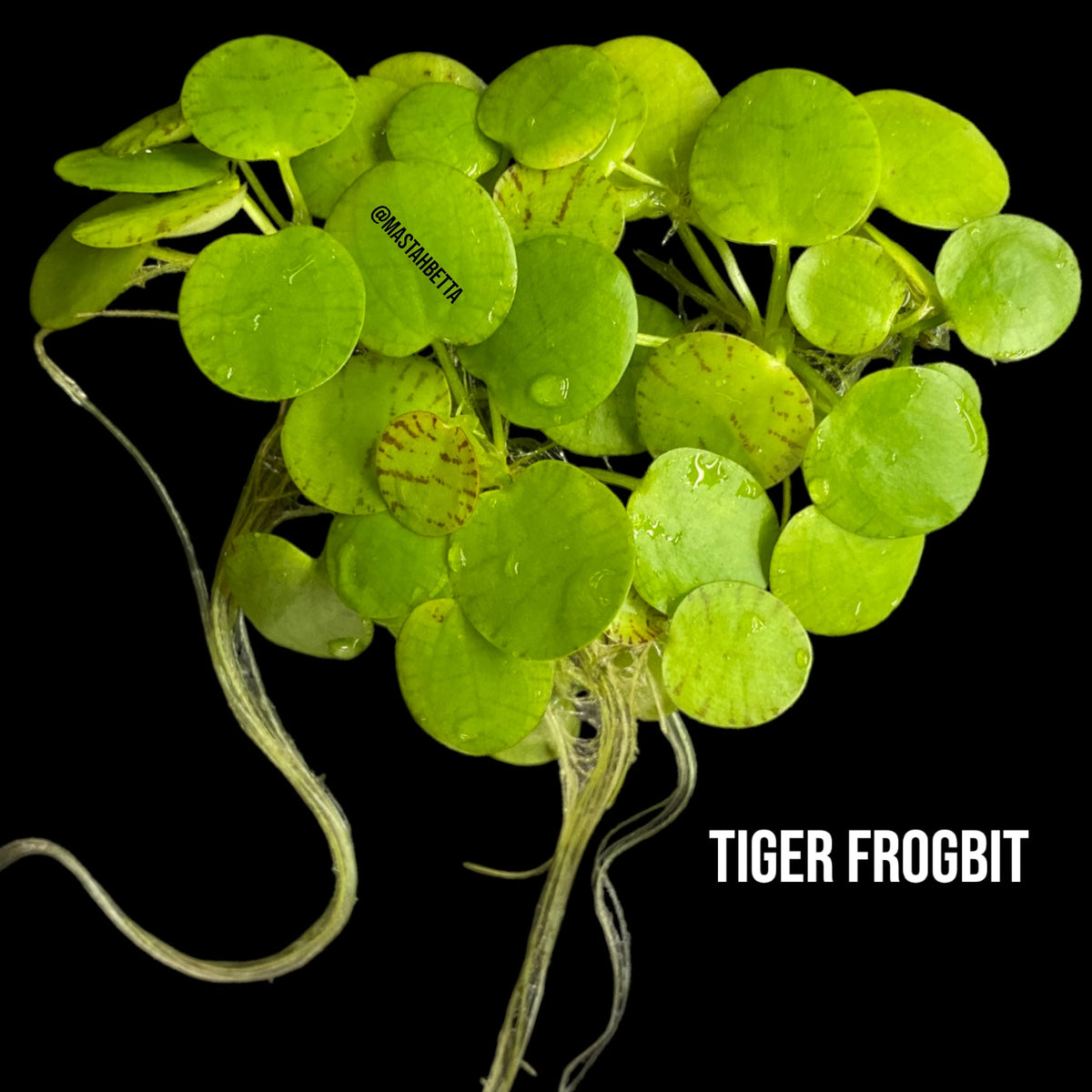 Tiger Frogbit — Mastah Betta