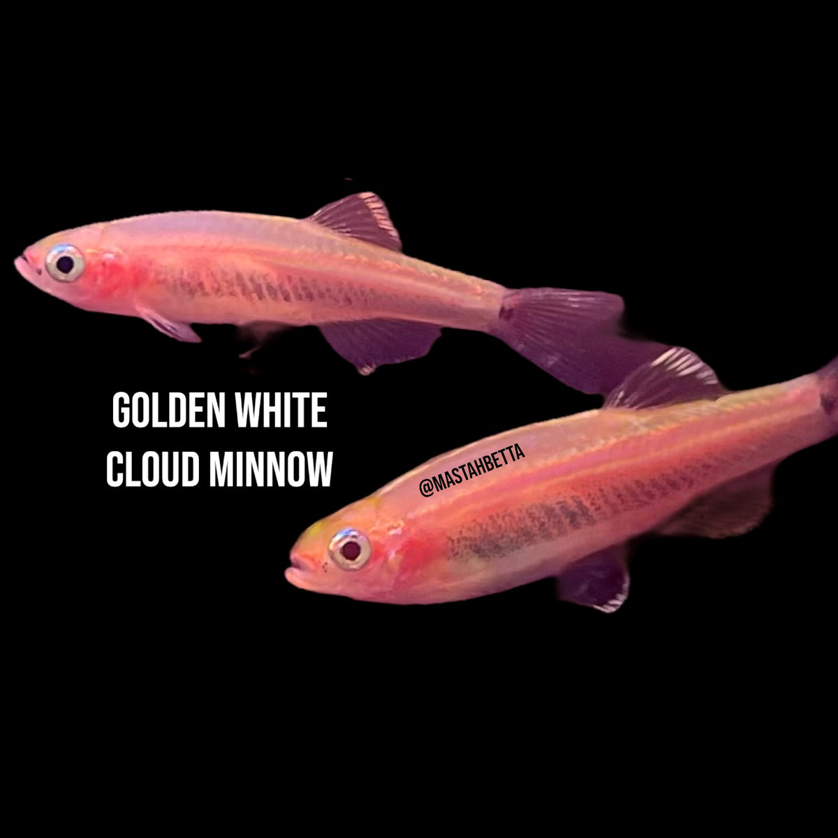 Golden White Cloud Minnow — Mastah Betta