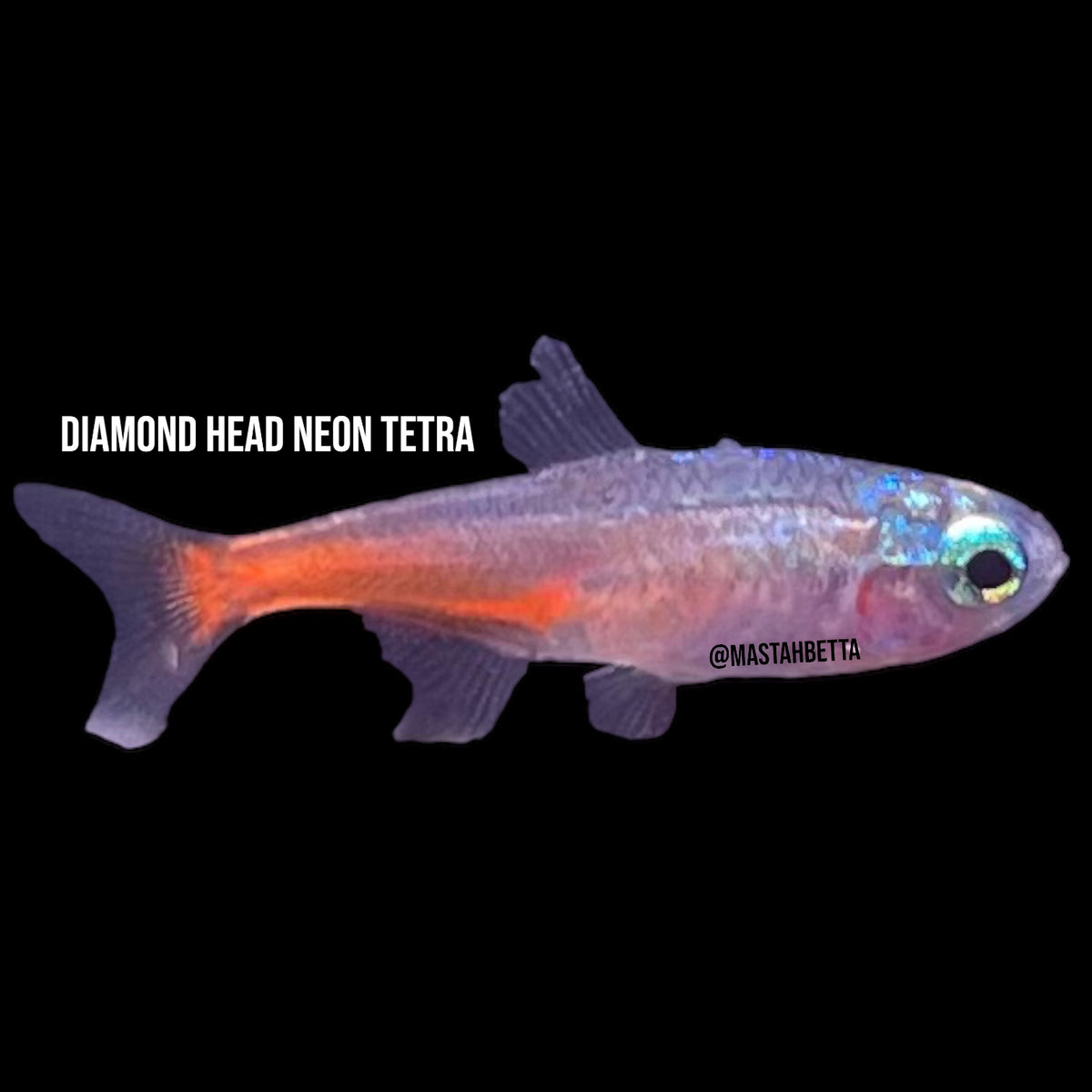 Diamond Head Neon Tetra — Mastah Betta