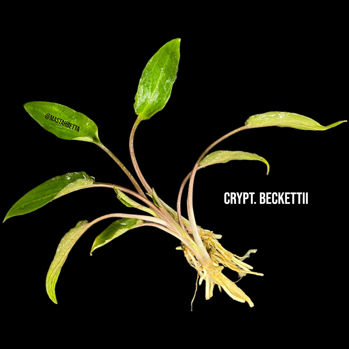 Crypt. Beckettii — Mastah Betta