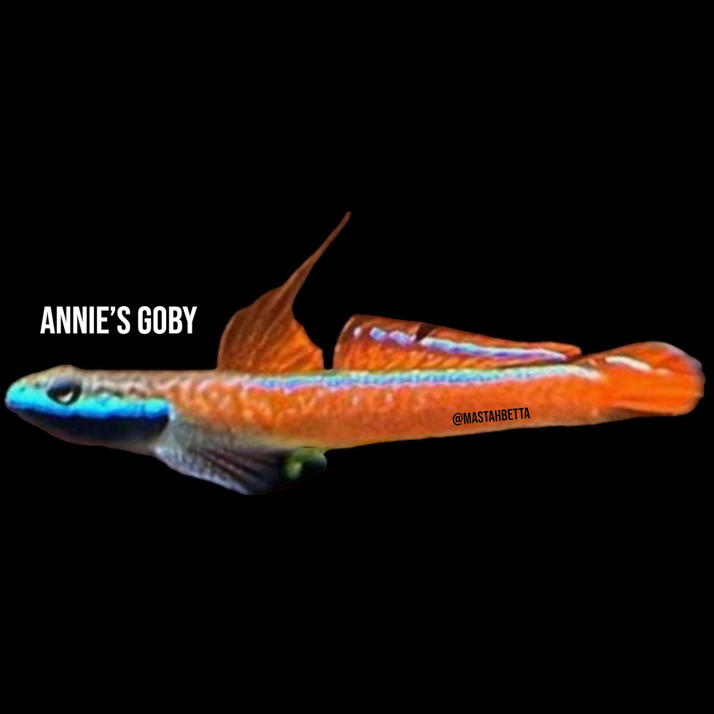 Annie’s Goby — Mastah Betta