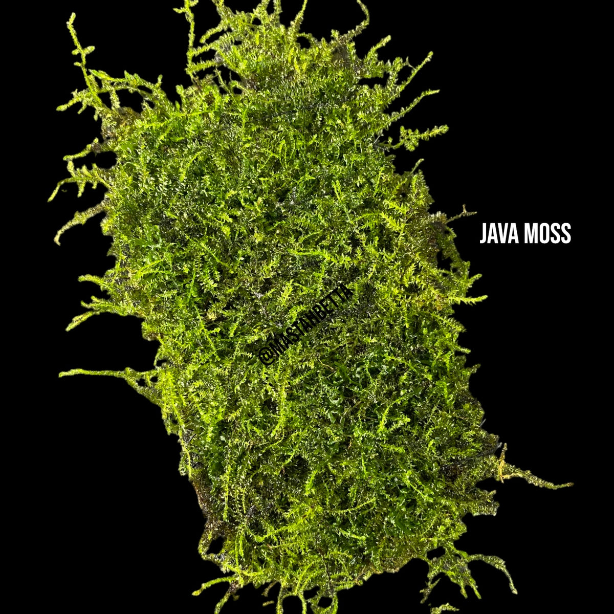 Java Moss — Mastah Betta
