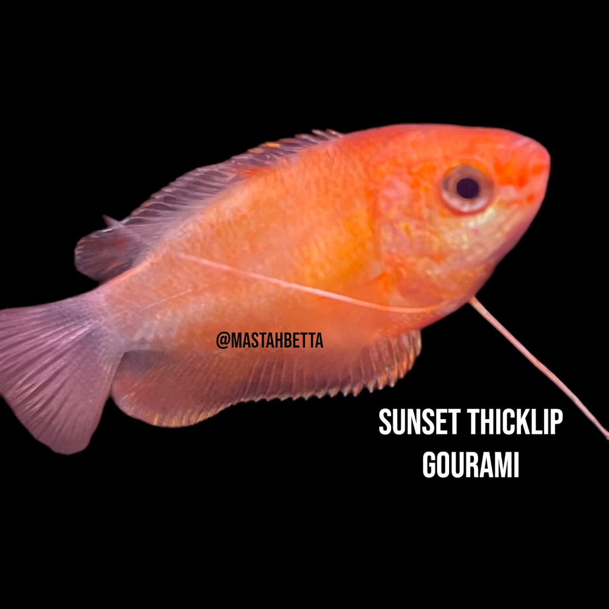 Sunset Thicklip Gourami — Mastah Betta
