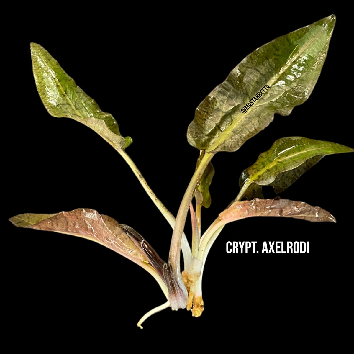 Crypt. Axelrodi — Mastah Betta