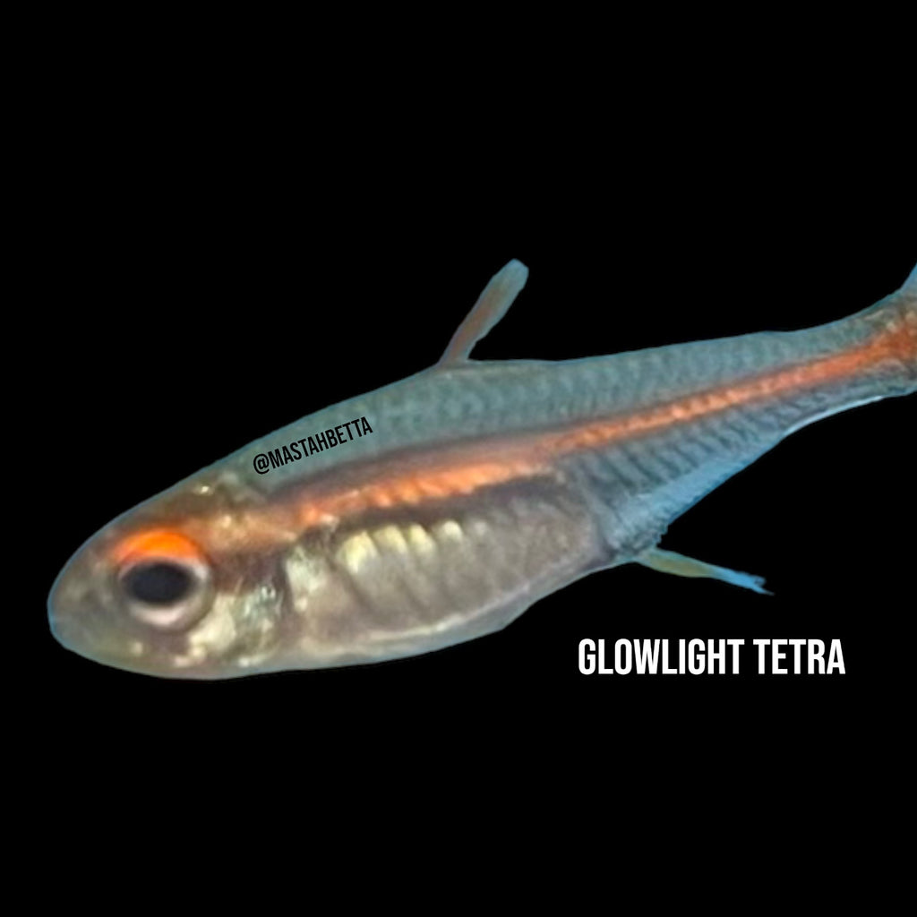 Fish — Mastah Betta